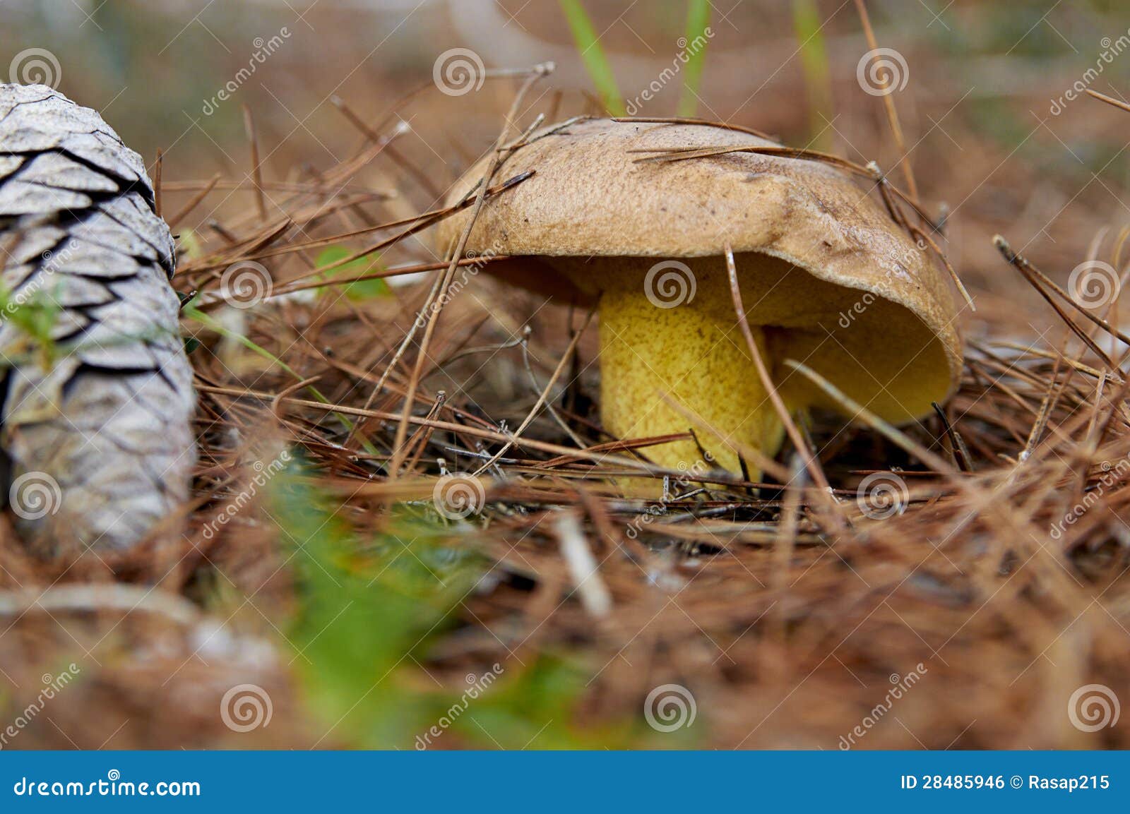 Boletus stock photo. Image of cooking, ingredient, natural - 28485946