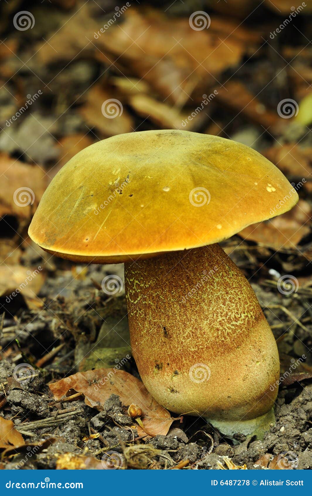Boletus stock photo. Image of copy, fungus, bolete, autumn - 6487278