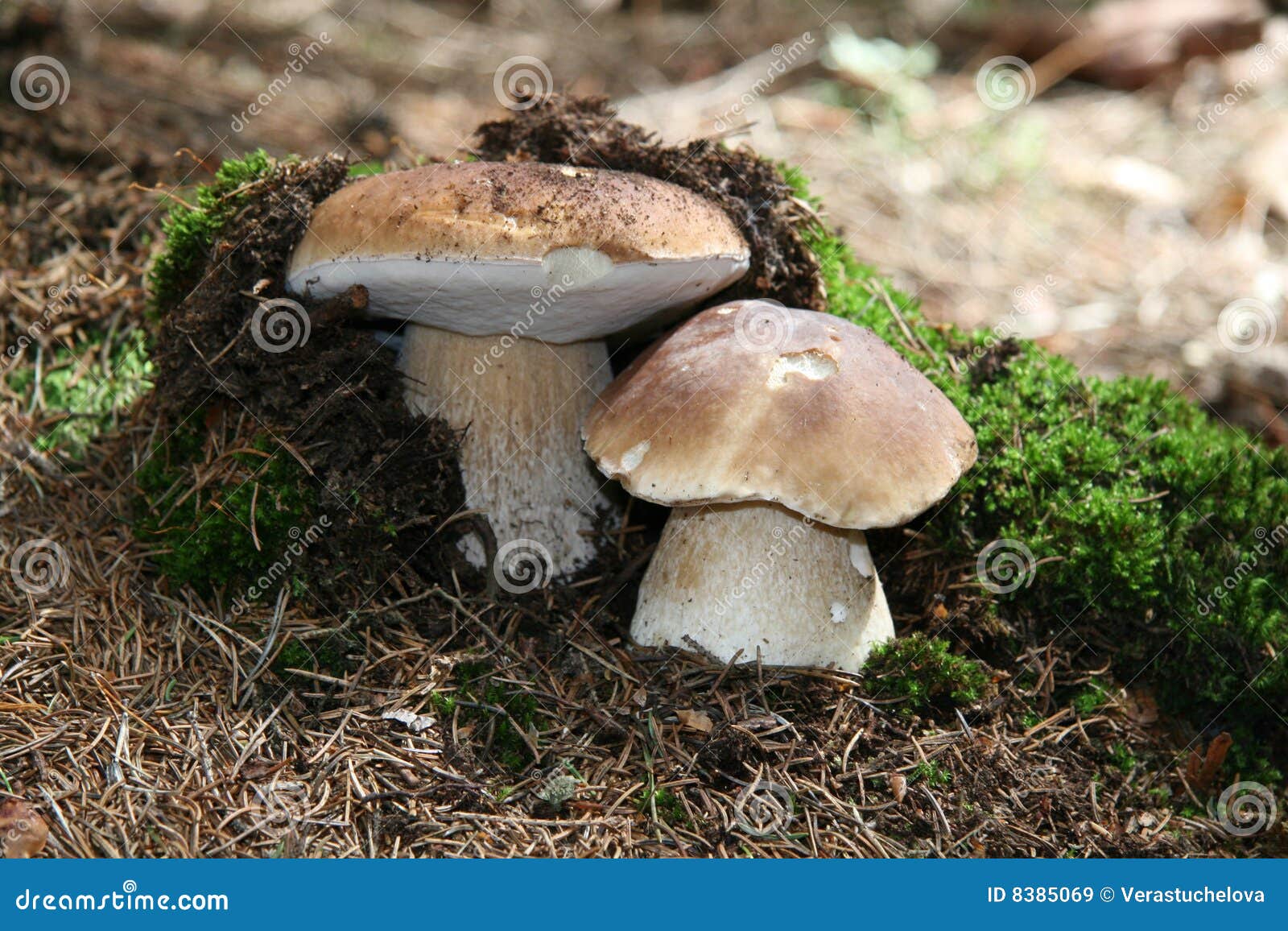 Boletus stock image. Image of ingredients, edulis, food - 8385069