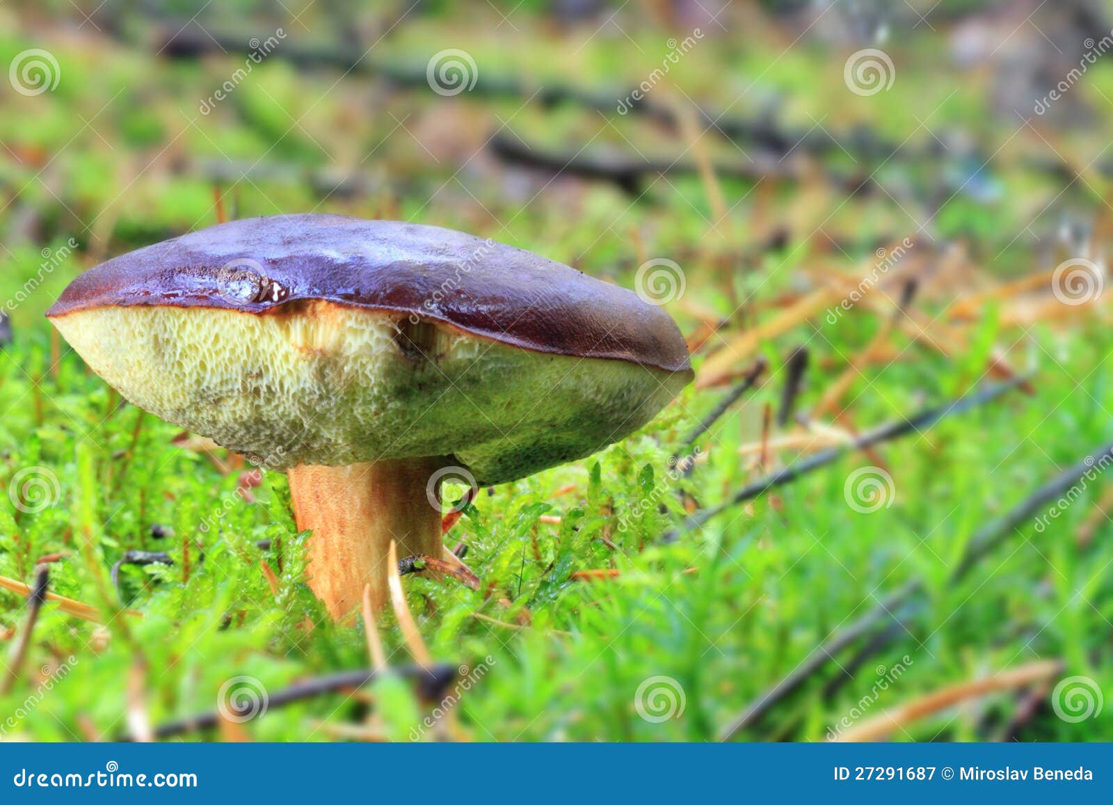 Boletus badius stock image. Image of badius, fresh, ingredient - 27291687