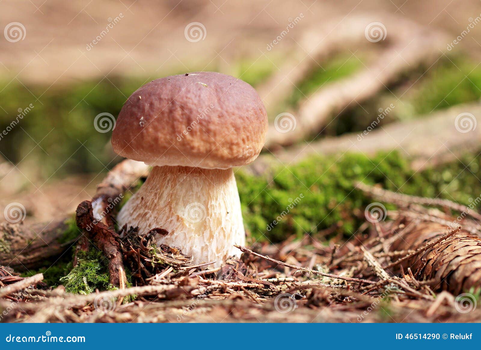 Boletus stock photo. Image of boletus, fungus, botanical - 46514290