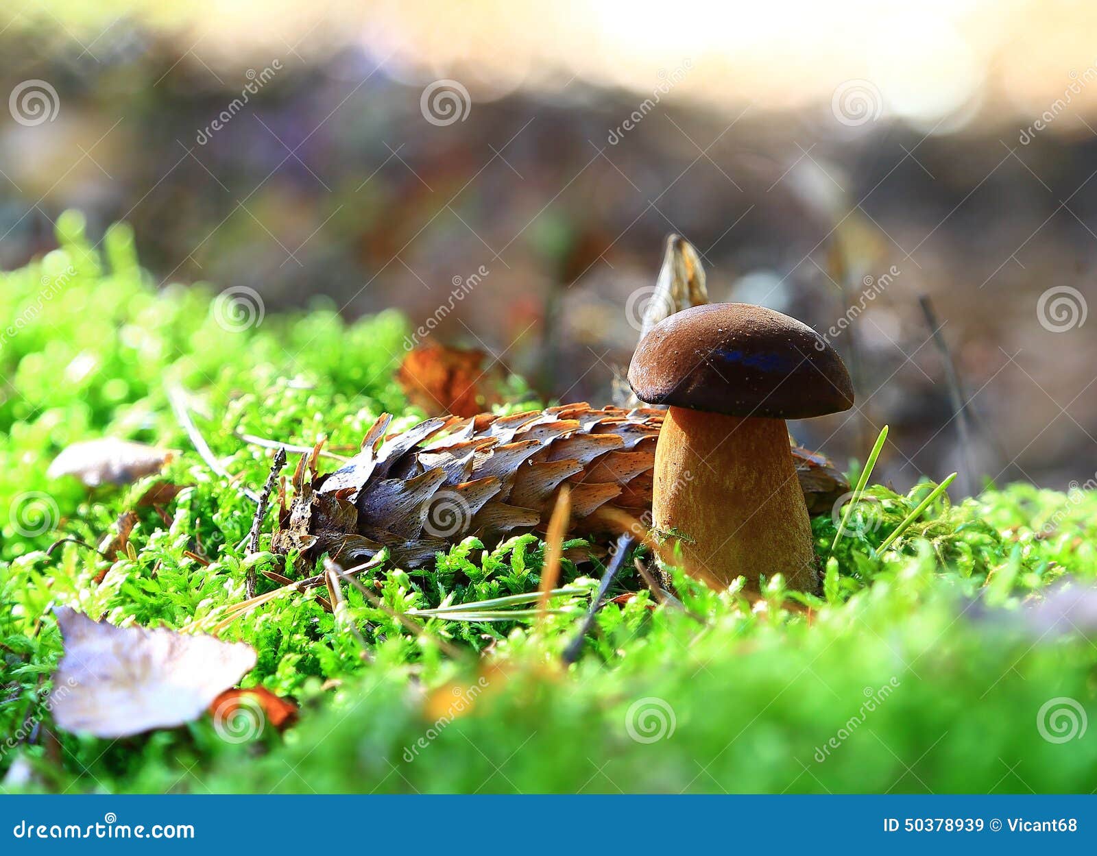 Boletus and a Bump on the Sun Stock Image - Image of large, needles ...