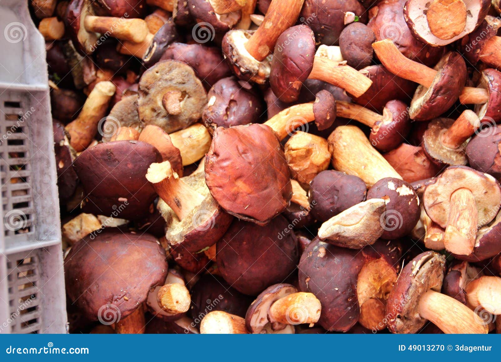 Boletus Cep Cepe Eatable Mushroom Stock Photo - Image of orange, edible ...