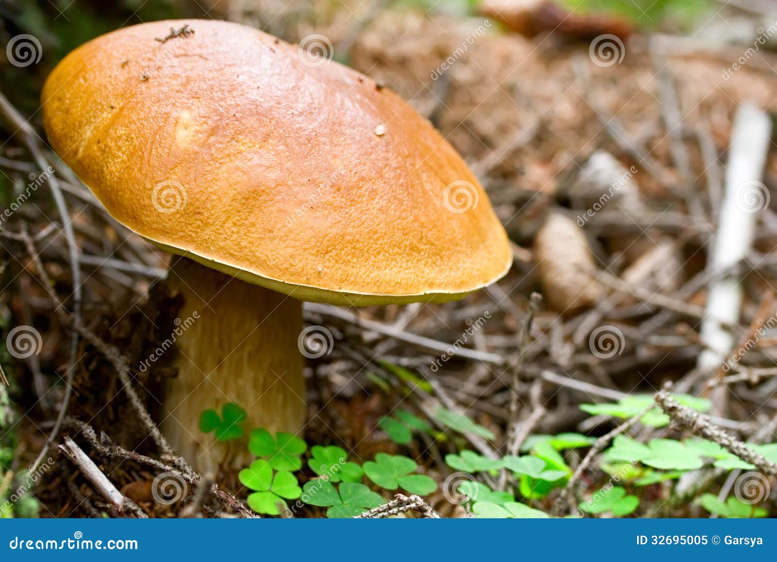 Boletus cepe mushroom stock image. Image of outdoor, green - 32695005