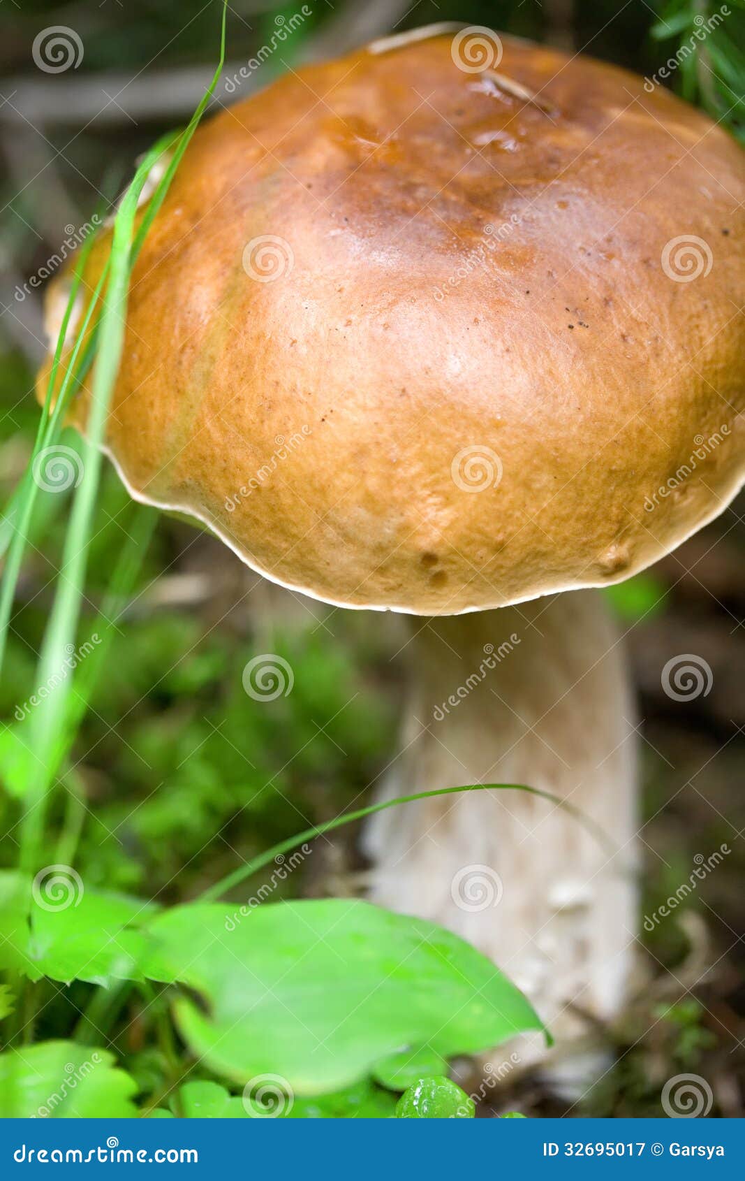 Boletus cepe mushroom stock image. Image of organic, fungus - 32695017