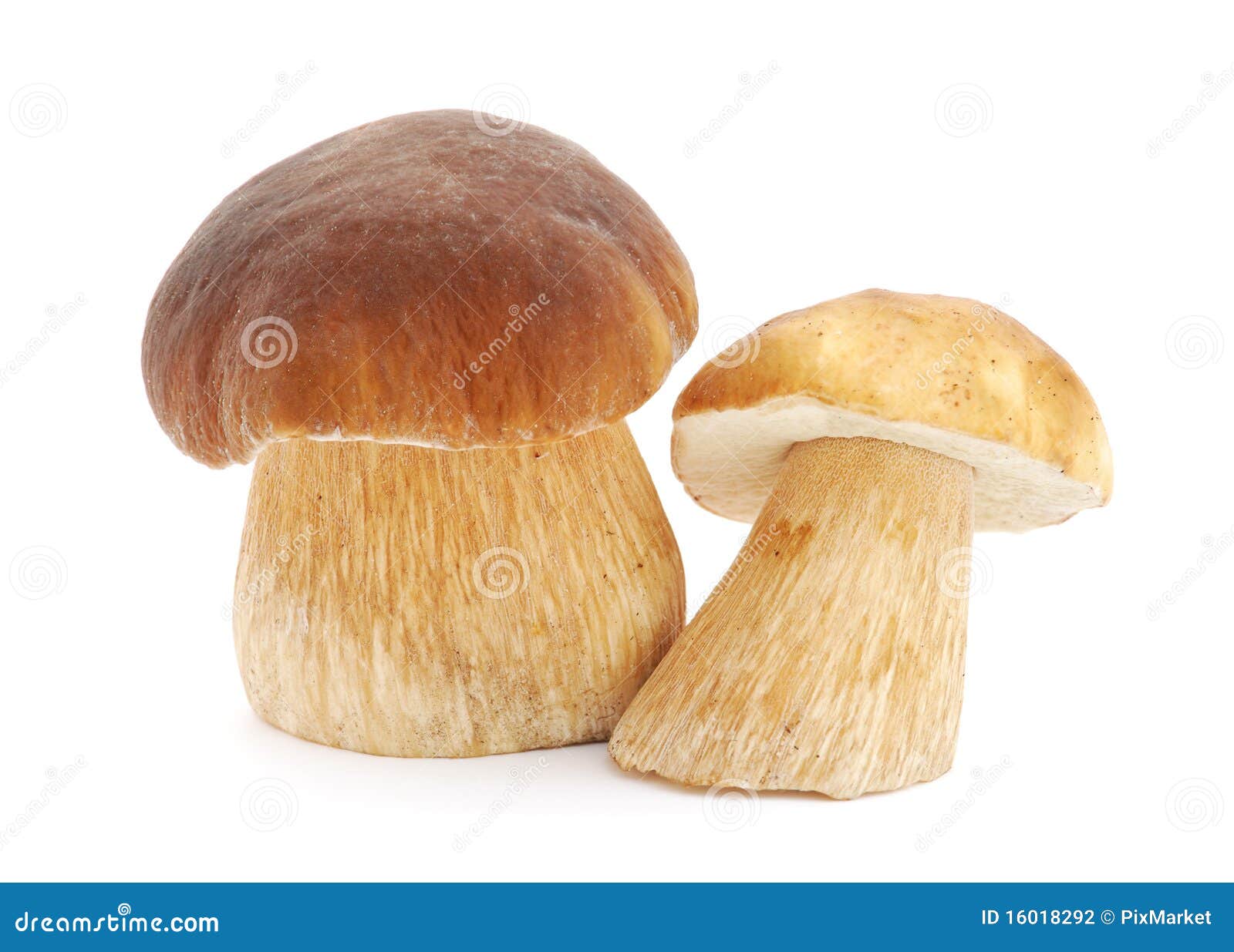 Boletus Edulis. Beautiful Edible Mushroom Growing On The Forest Floor ...