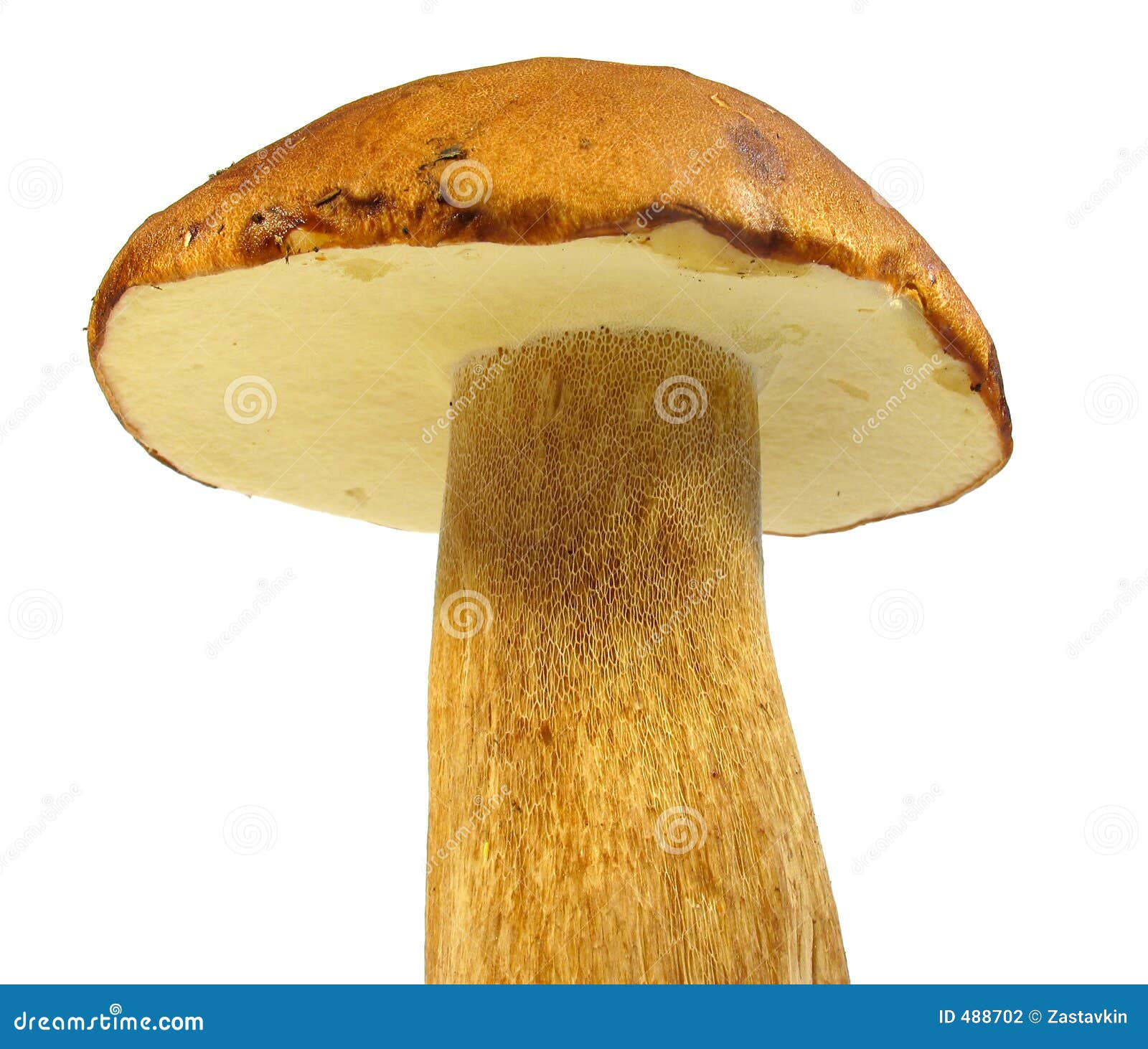 Boletus edulis stock photo. Image of dainty, fungous, fungaceous - 488702