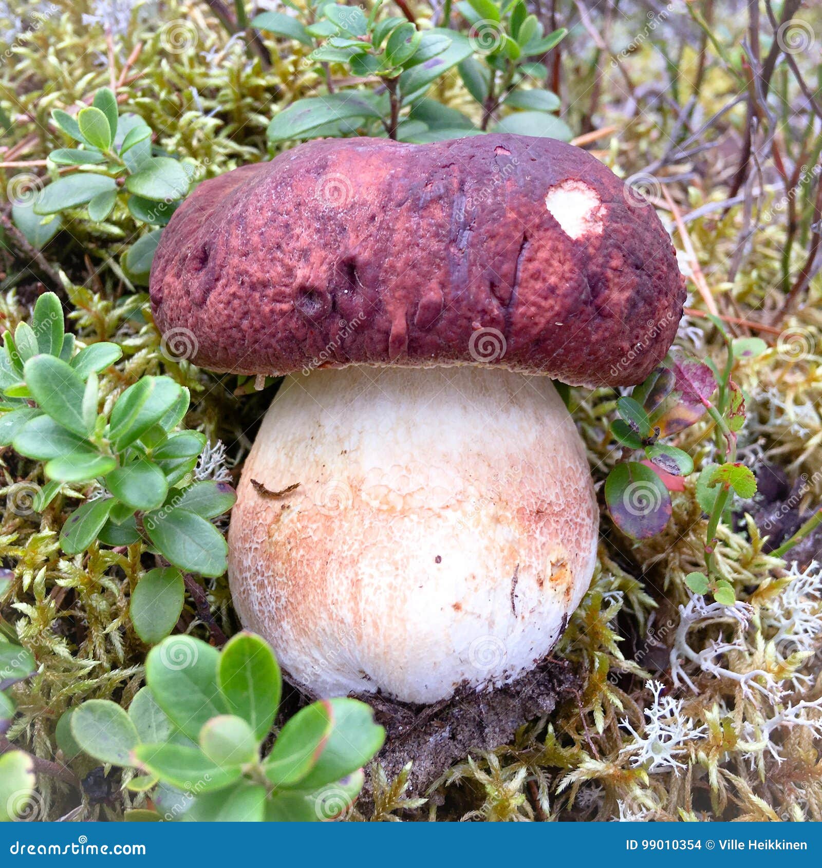 Boletus edulis fotografia stock. Immagine di nave, sano - 99010354