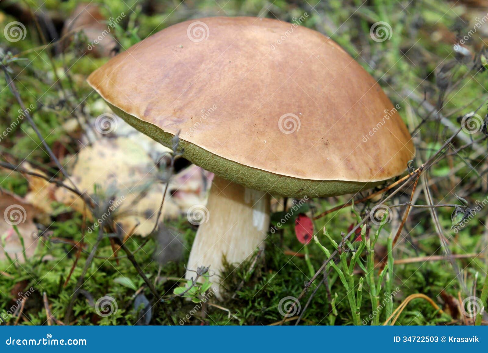 Boletus edulis stock image. Image of boletus, leaves - 34722503