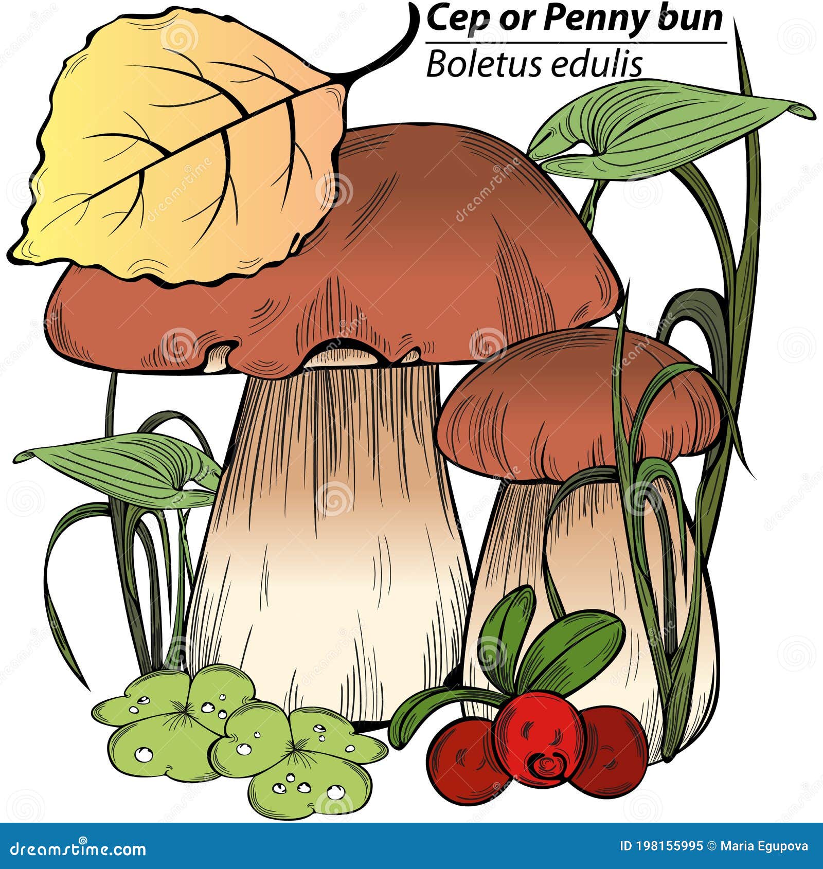 Boletus edulis mushrooms stock vector. Illustration of mushroom - 198155995
