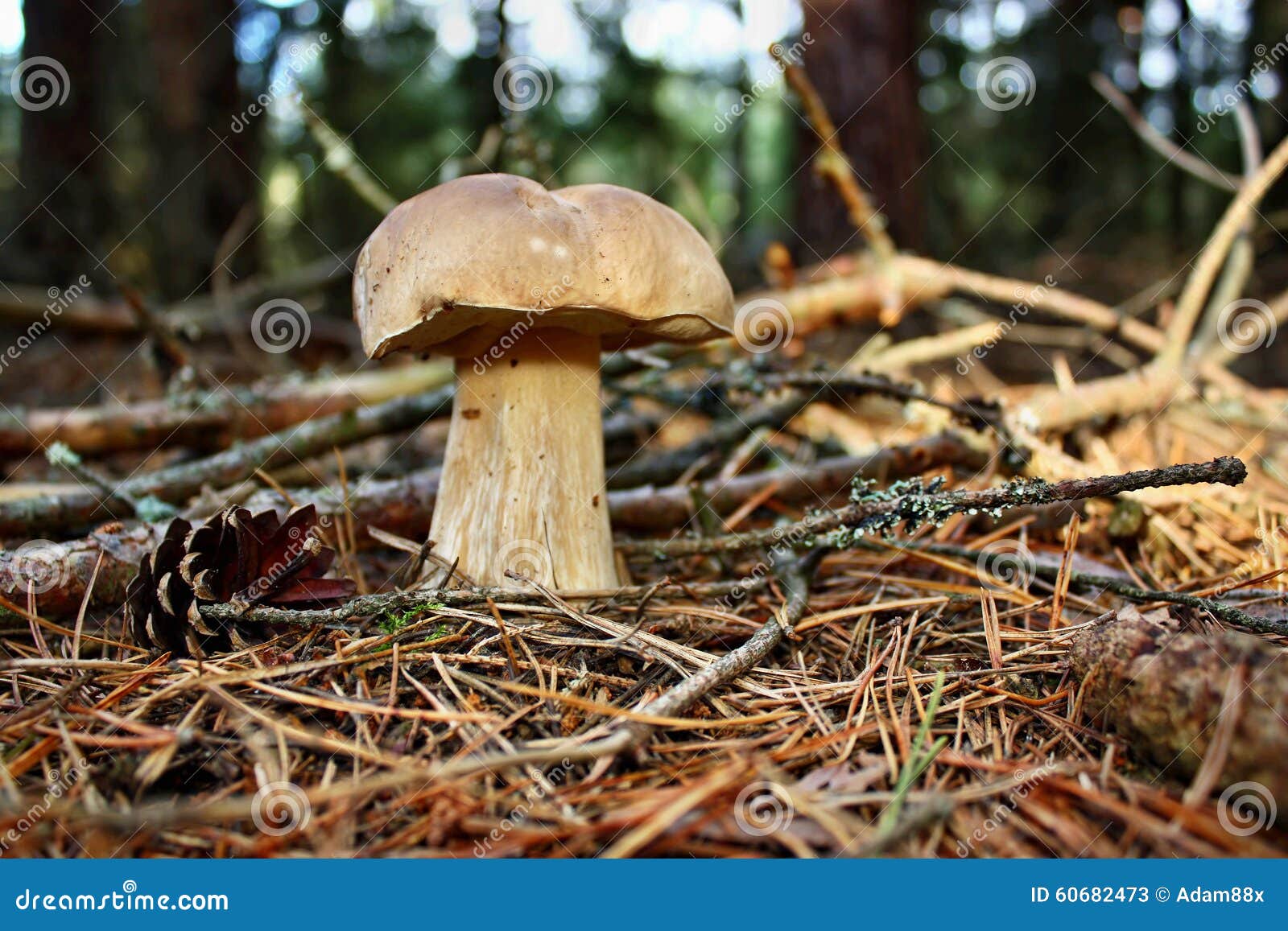 Boletus Edulis Edible Mushroom Stock Image - Image of autumn, macro ...