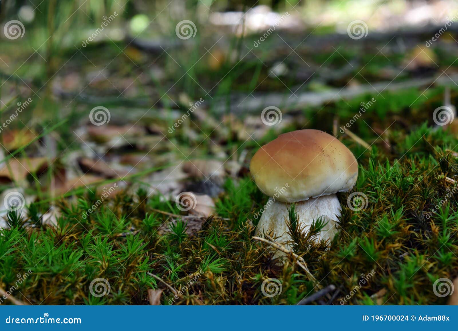 Boletus Edulis Edible Mushroom Stock Photo - Image of flora, ingredient ...