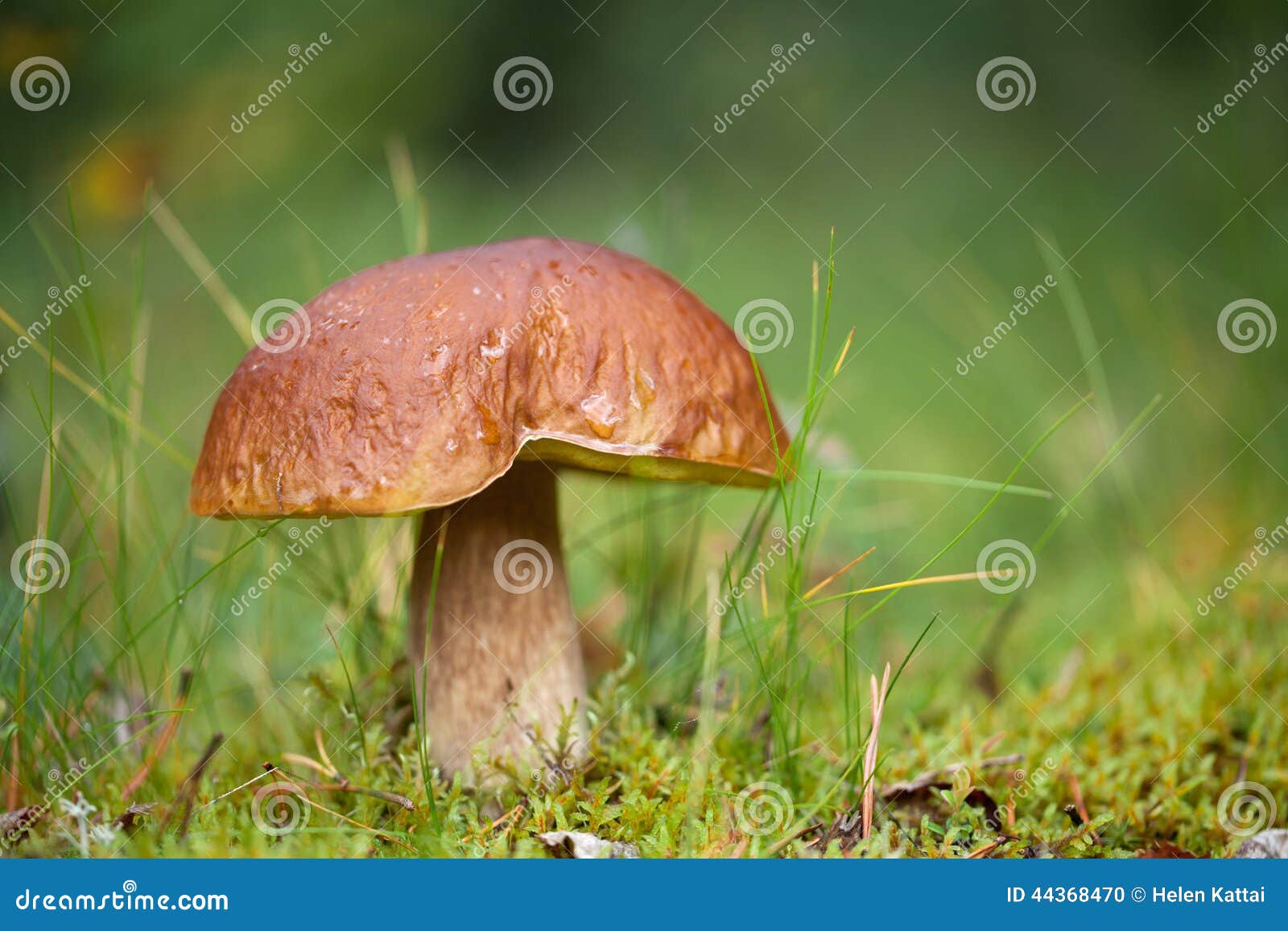 Boletus edulis stock photo. Image of lush, gastronomy - 44368470