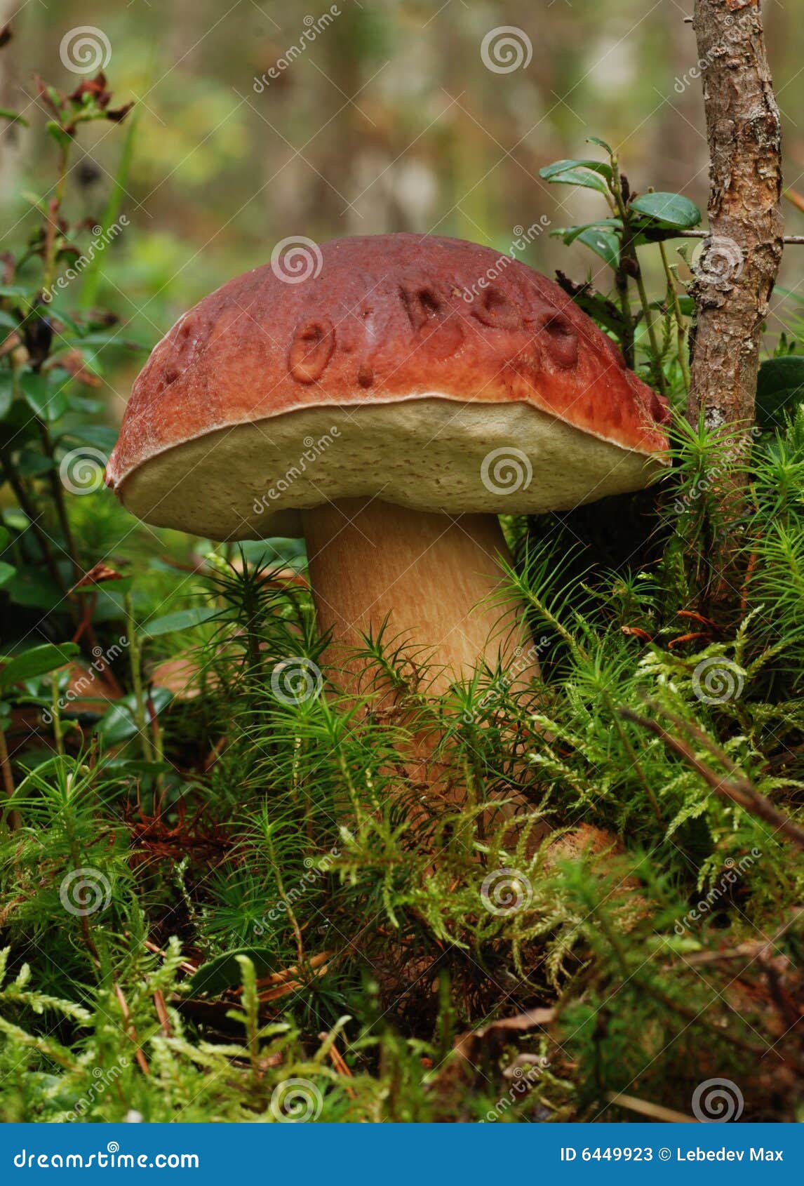 Boletus edulis in forest stock image. Image of grow, mushrooming - 6449923