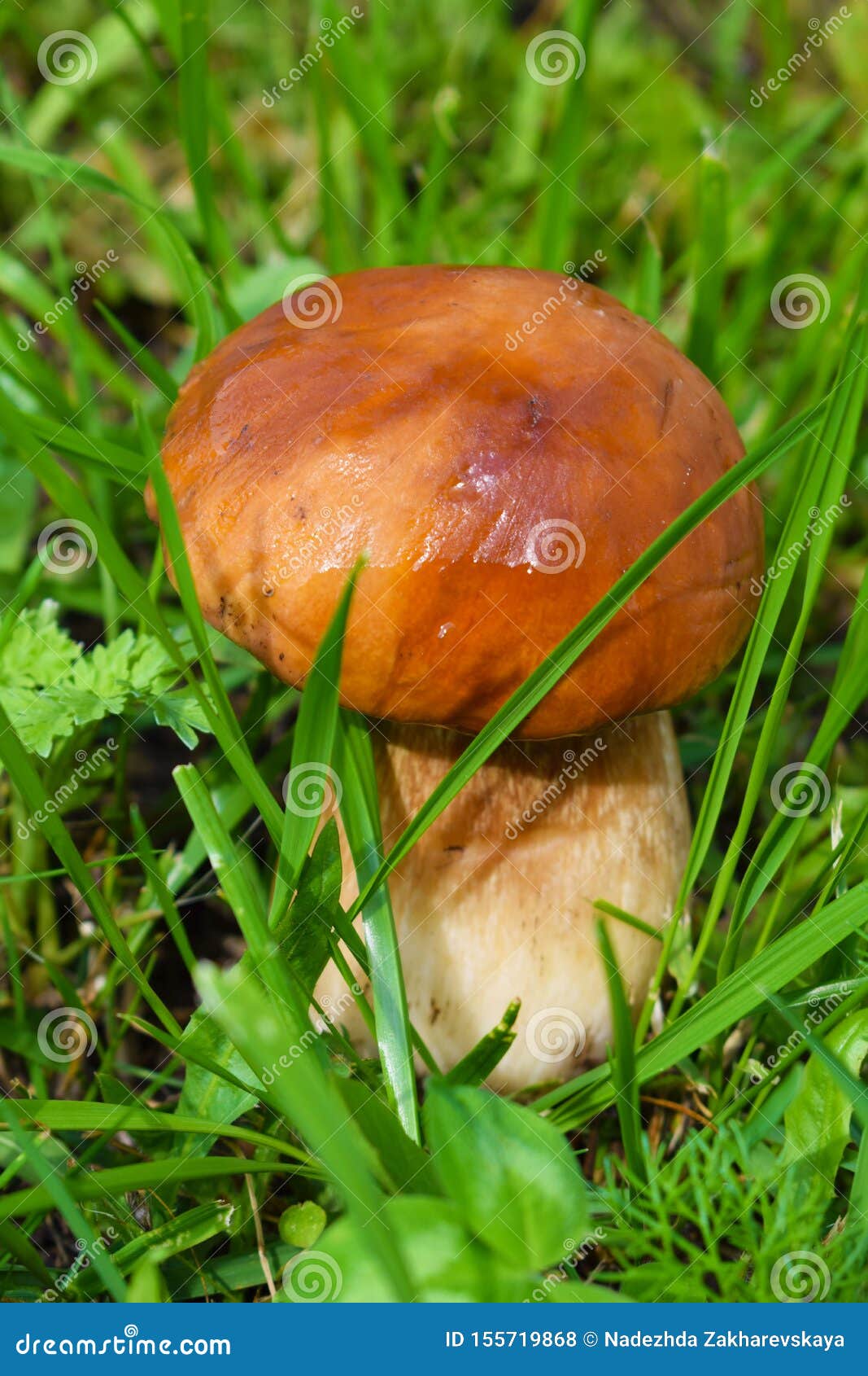 Boletus Edulis, Hongo Comestible En El Bosque Foto de archivo - Imagen ...