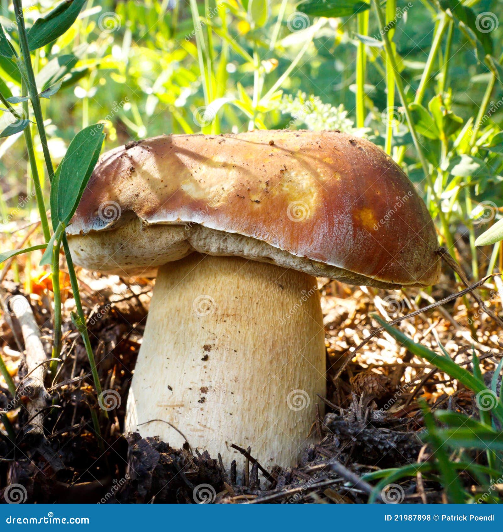Boletus Edulis Mushroom stock photo. Image of forest - 21987898