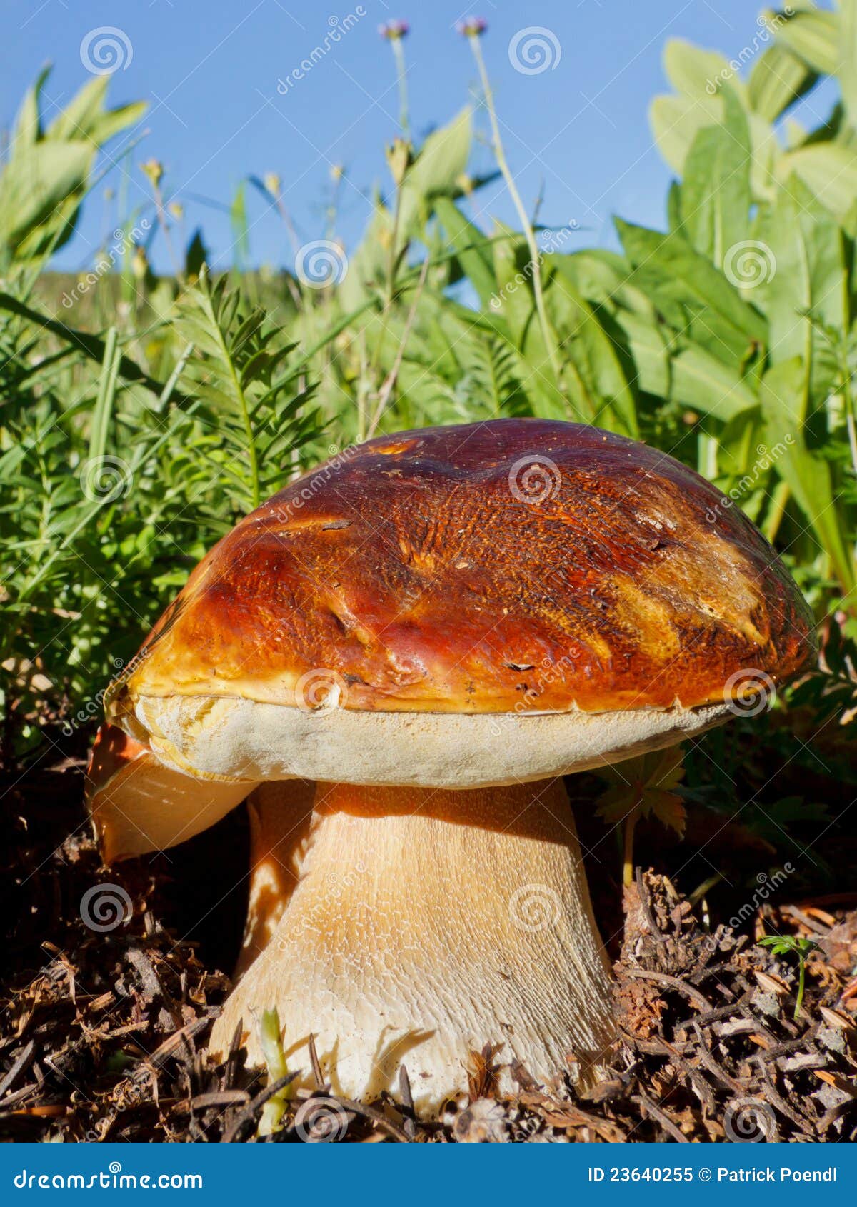 Boletus Edulis Mushroom stock image. Image of closeup - 23640255