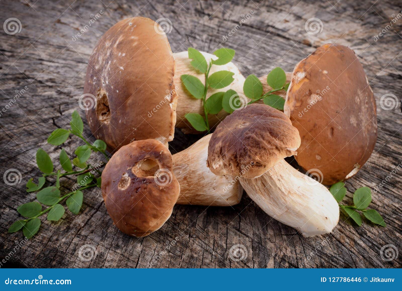 Boletus Essbar, Essbare Pilze Stockfoto - Bild von saisonal, nave ...