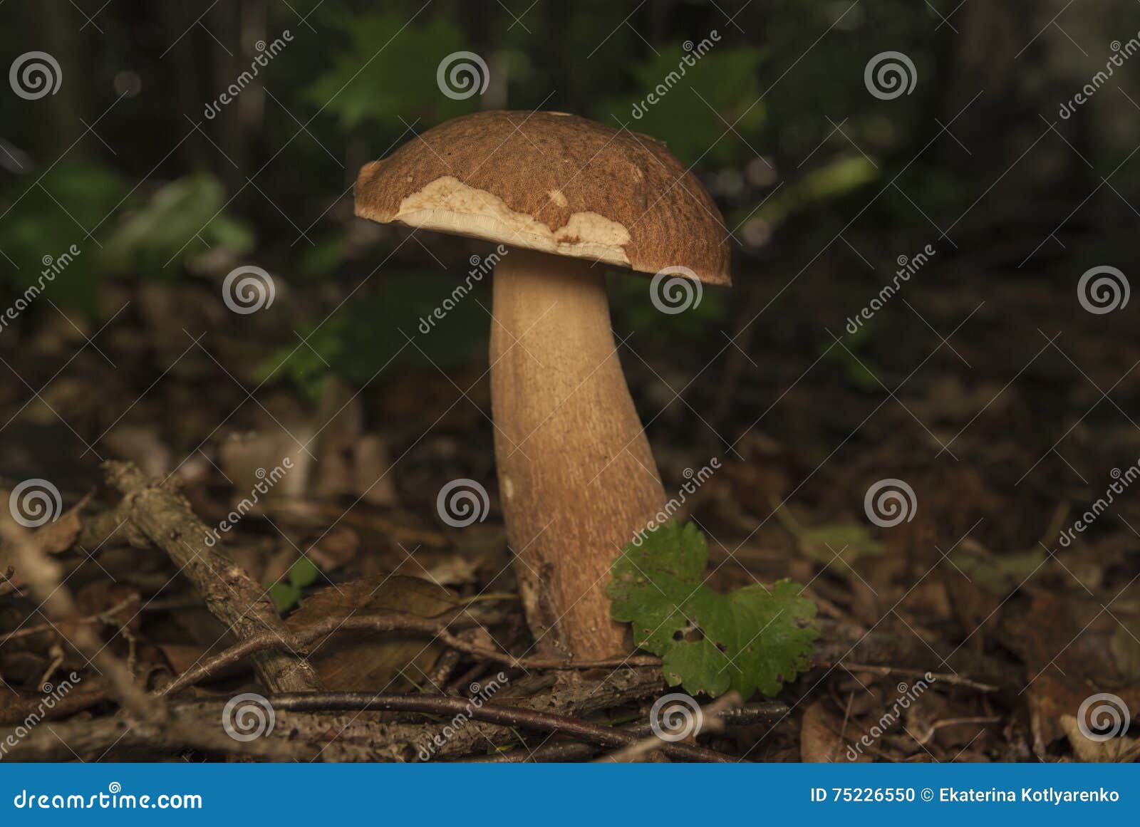 Boletus Essbar Im Waldessbaren Pilz Stockfoto - Bild von botanisch ...