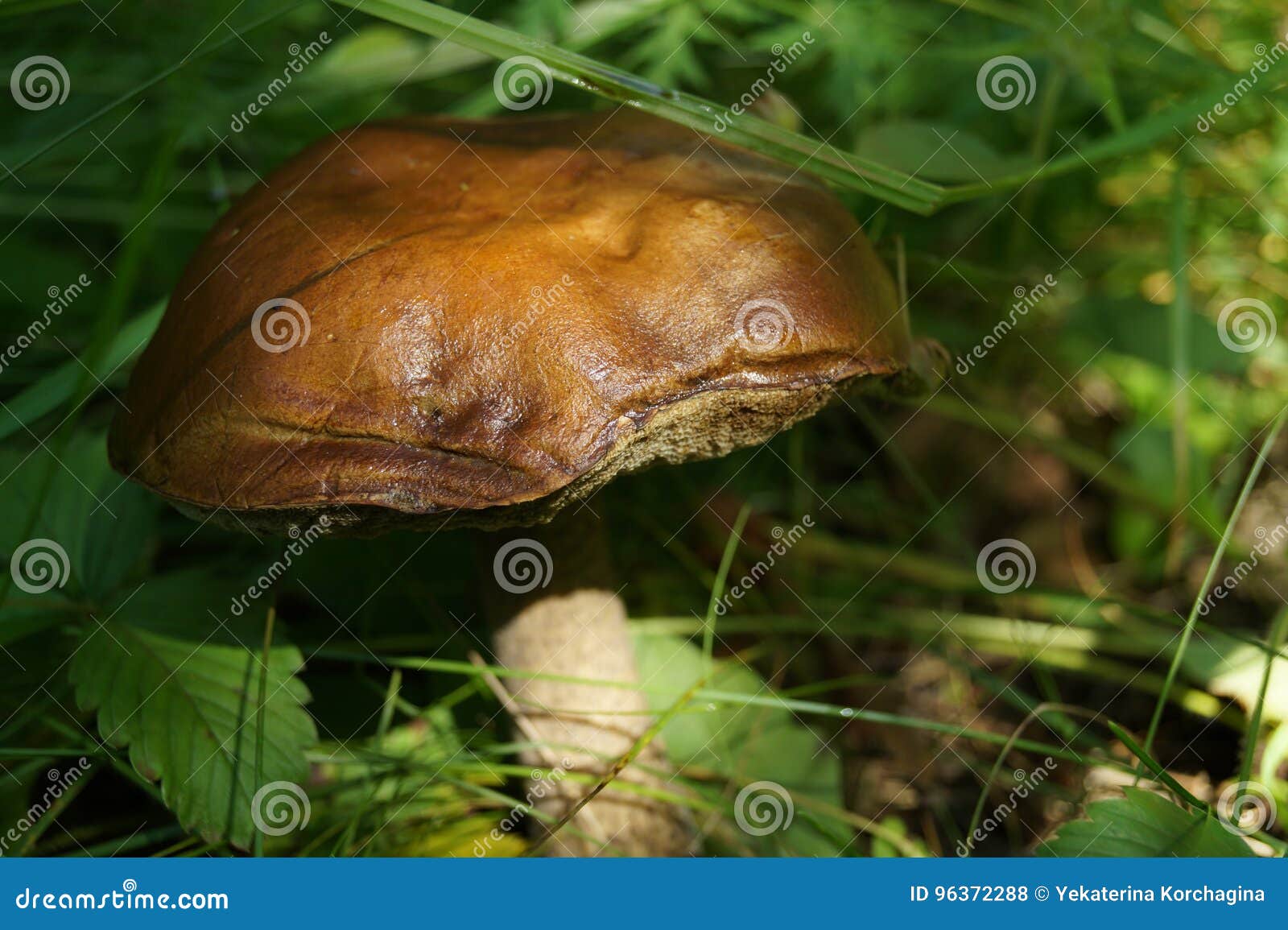Boletus stock photo. Image of pileus, boletus, green - 96372288