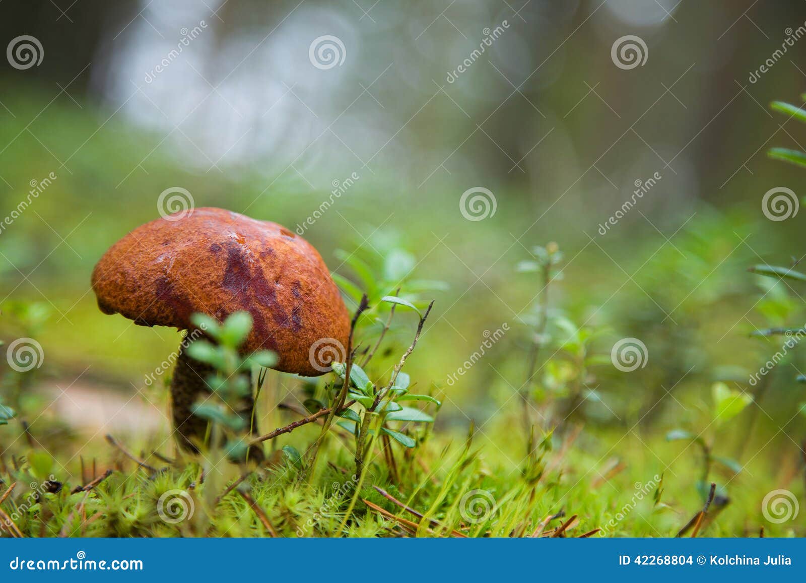 Boletus in the forest stock photo. Image of flora, lite - 42268804