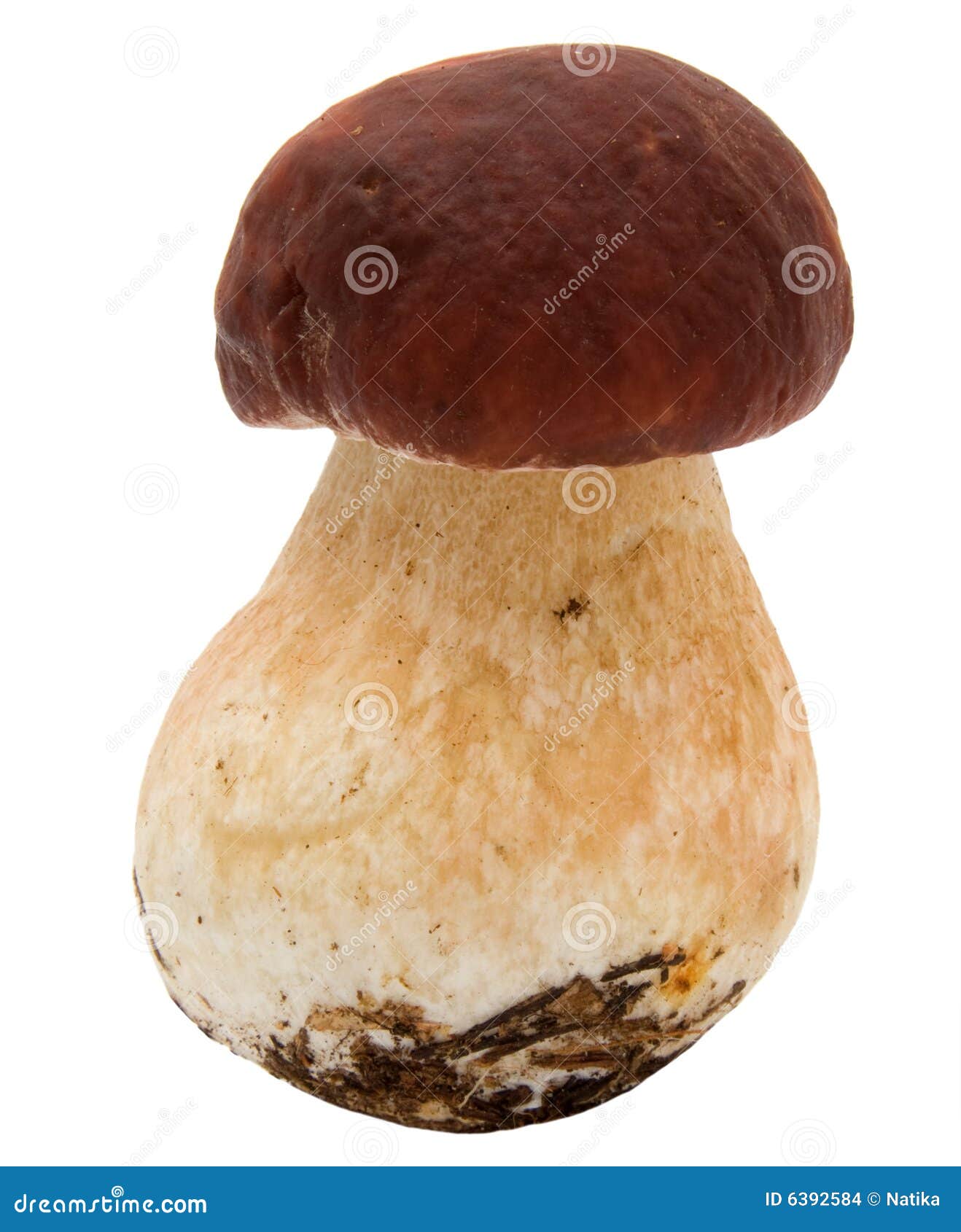 Boletus isolated on white stock photo. Image of fungi - 6392584