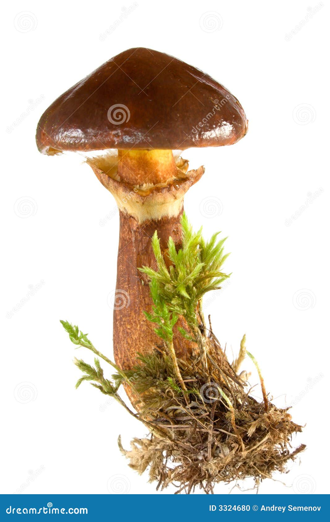 Boletus luteus stock photo. Image of nature, fungus, cuisine - 3324680
