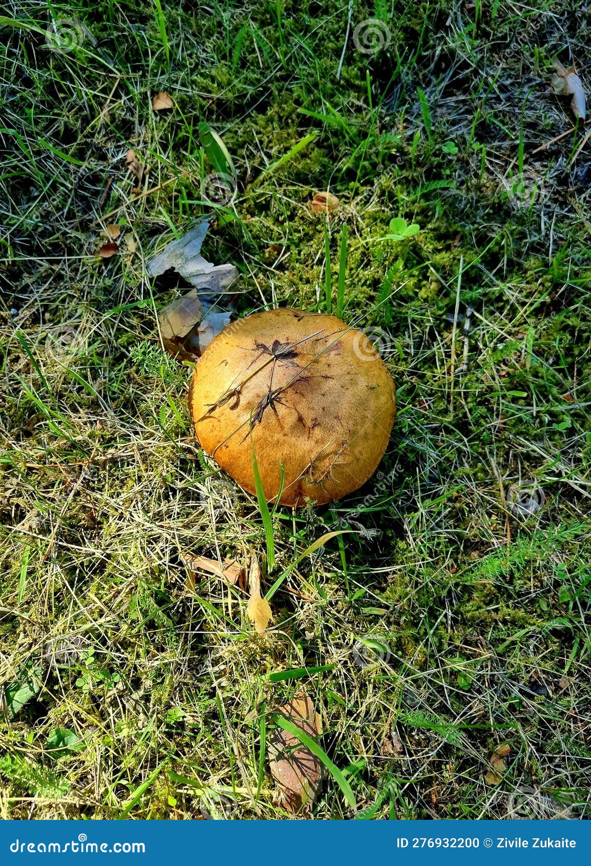 Boletus Luteus Butter Mushroom Stock Photo - Image of mossy, mushroom ...