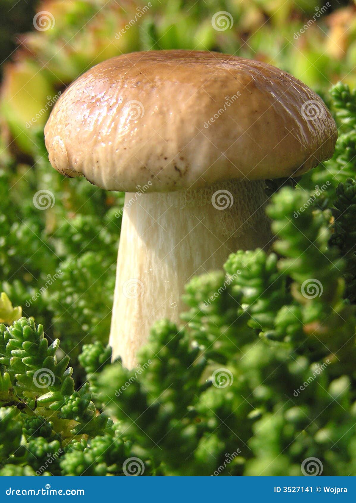 Boletus mushroom stock image. Image of mushrooms, forest - 3527141