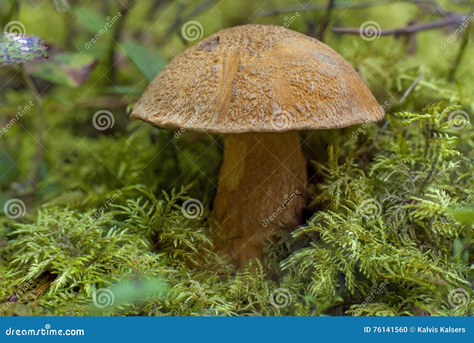 Boletus mushroom stock photo. Image of funghi, diet, bolete - 76141560