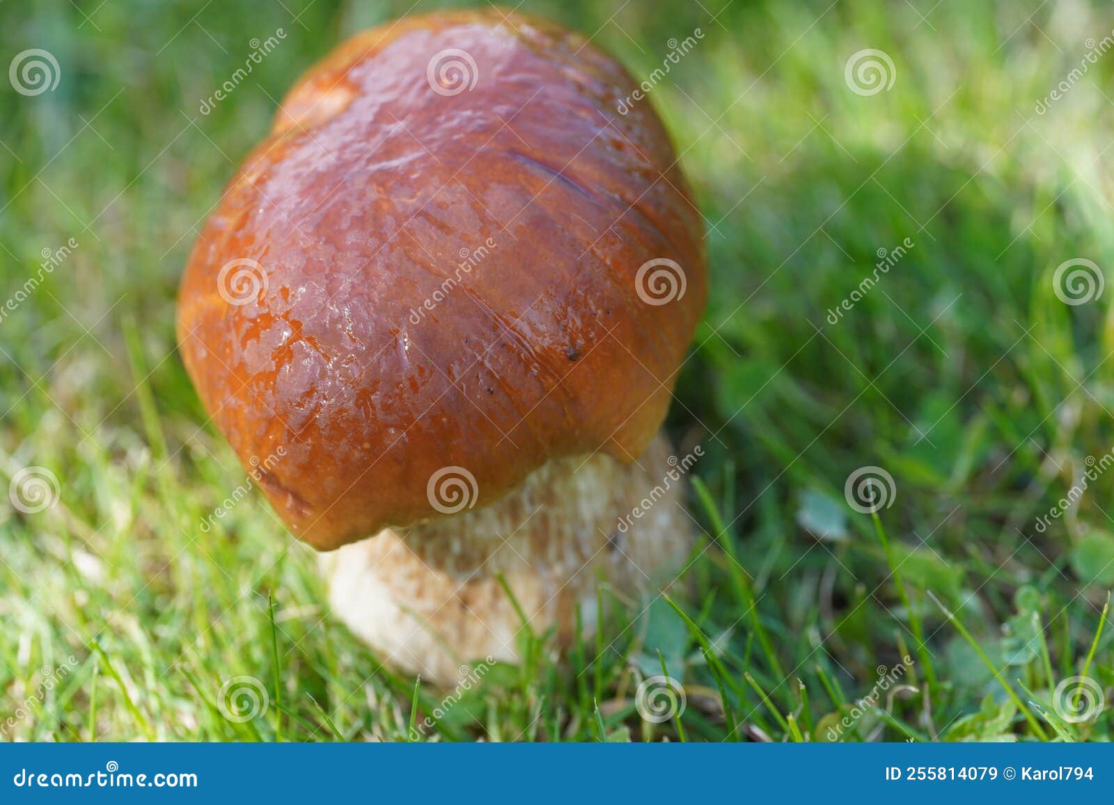 A boletus mushroom fungus stock image. Image of diet - 255814079