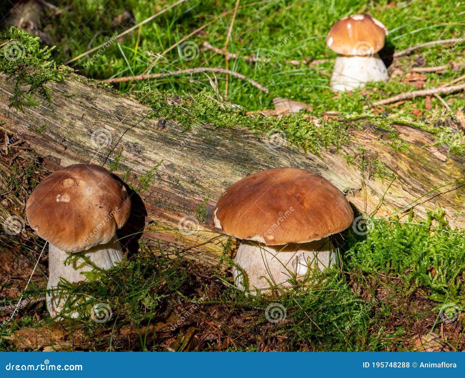 Moss Ground Normal Map Texture, Bump Map Texture Stock Photo ...