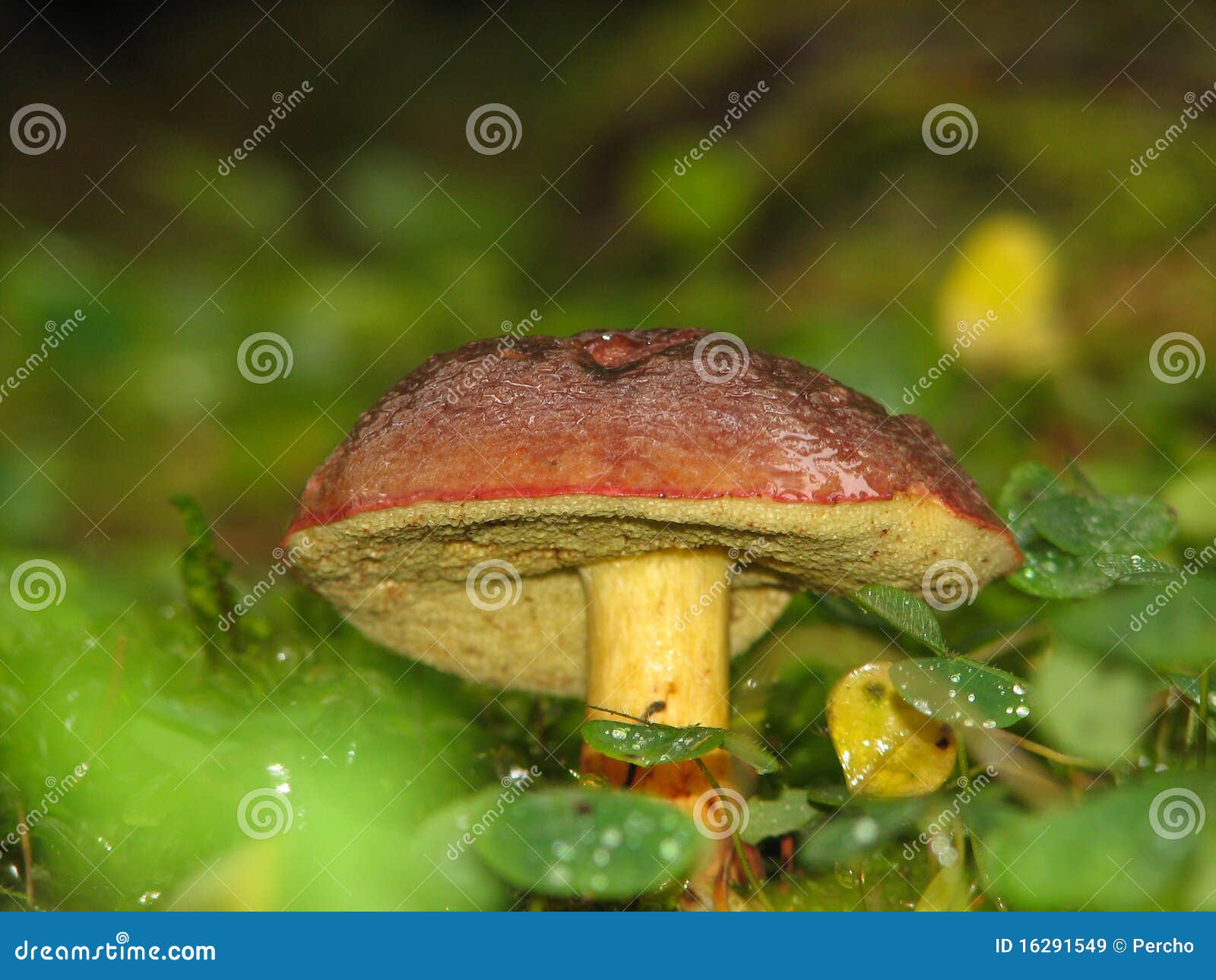 Boletus pruinatus stock image. Image of nature, velvet - 16291549