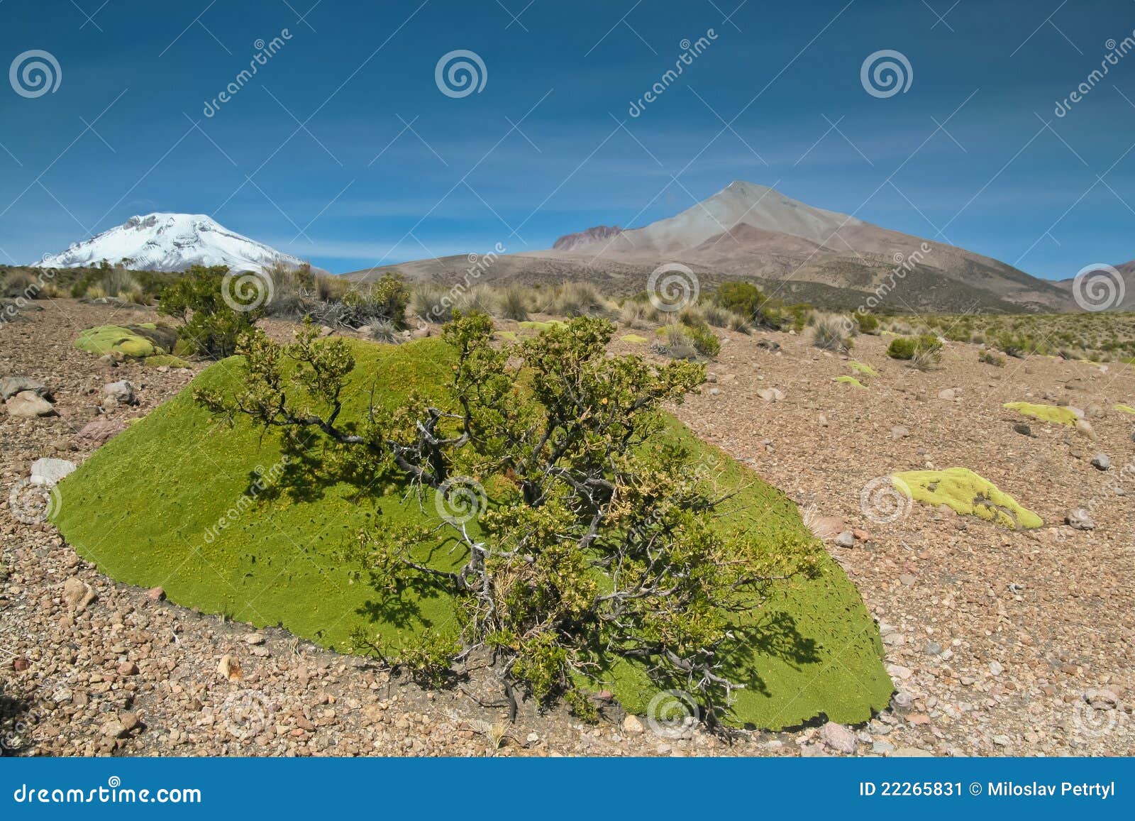 Bolivian Grass and Volcanos Stock Image - Image of bolivia, mountain ...