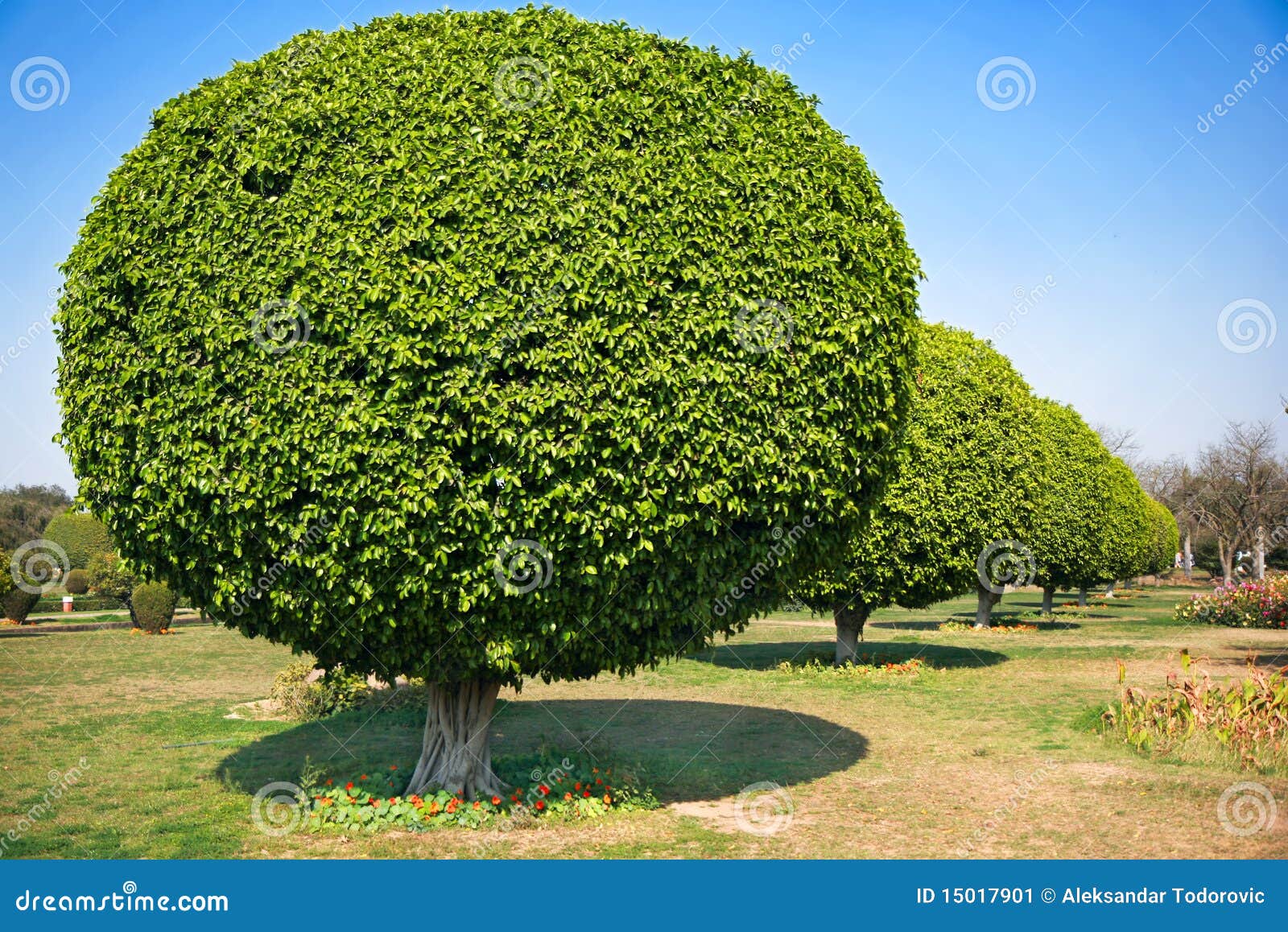 Boll Formade Trees, New Delhi Fotografering för Bildbyråer - Bild av ...
