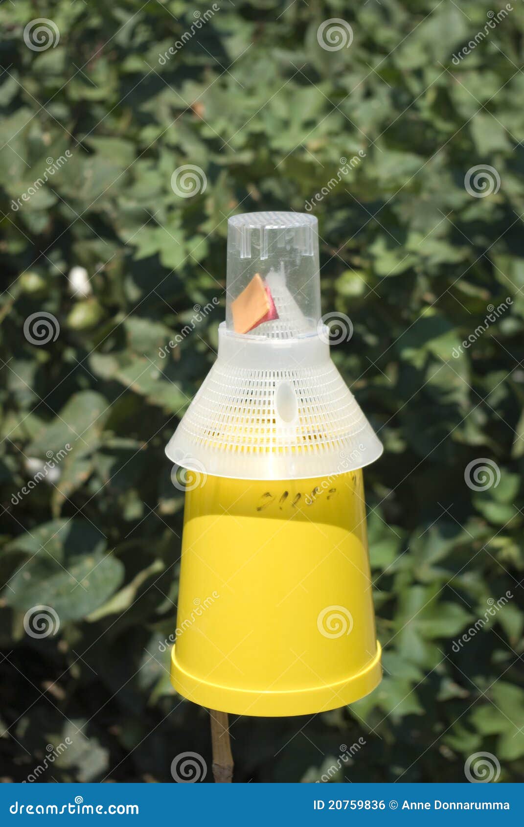 Boll Weevil Trap stock photo. Image of agriculture, trap - 20759836