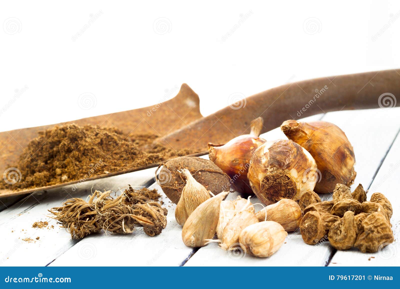 Bollen en knollen stock afbeelding. Image of wortel, fresia - 79617201