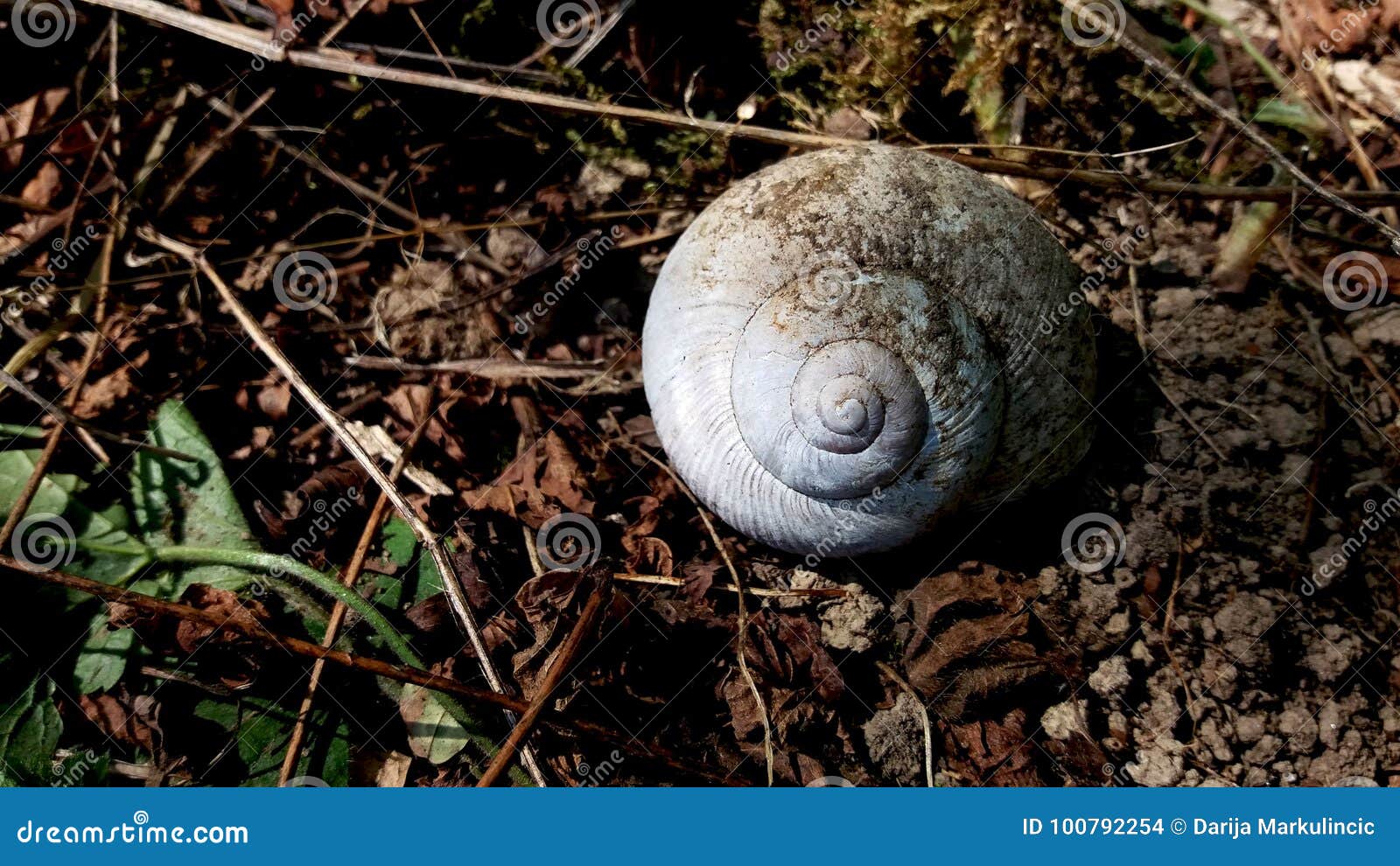 Bollo Blanco Hermoso Del ` S Del Caracol En Bosque Foto de archivo ...