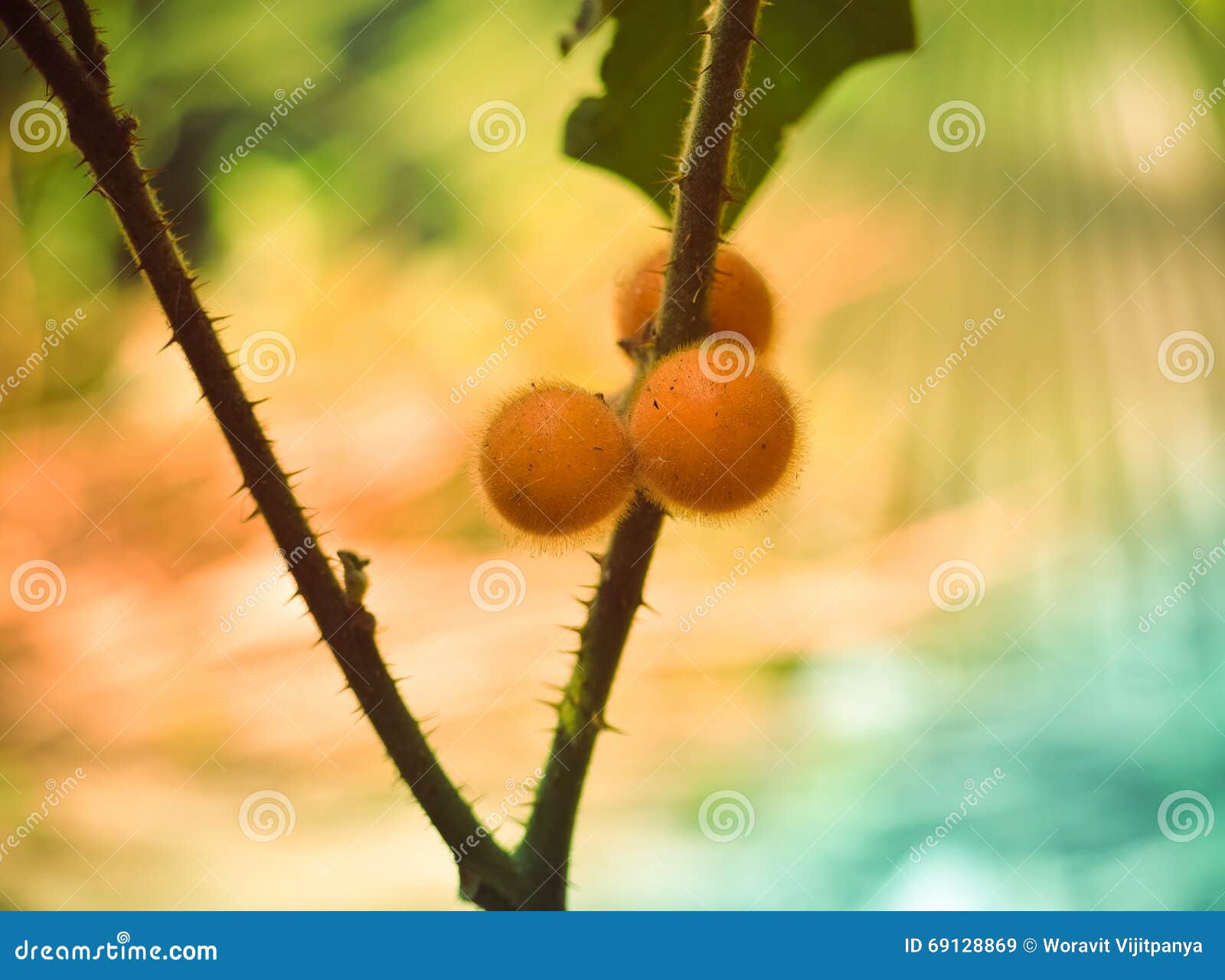 Bolo Maka stock image. Image of flora, vegetarian, yellow - 69128869
