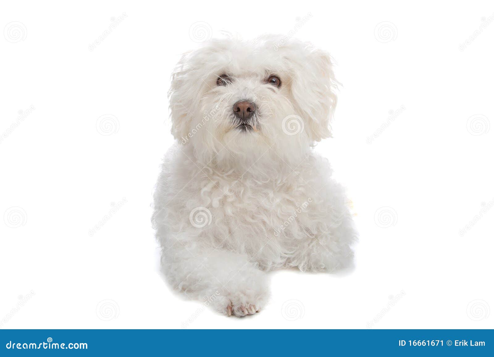 Bolognezer(Bichon group) stock image. Image of purebred - 16661671