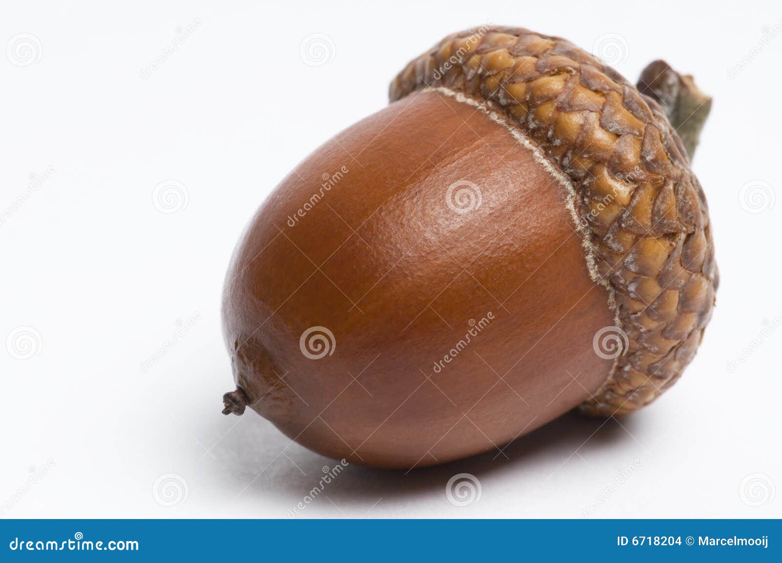 Bolota foto de stock. Imagem de madeira, macro, queda - 6718204