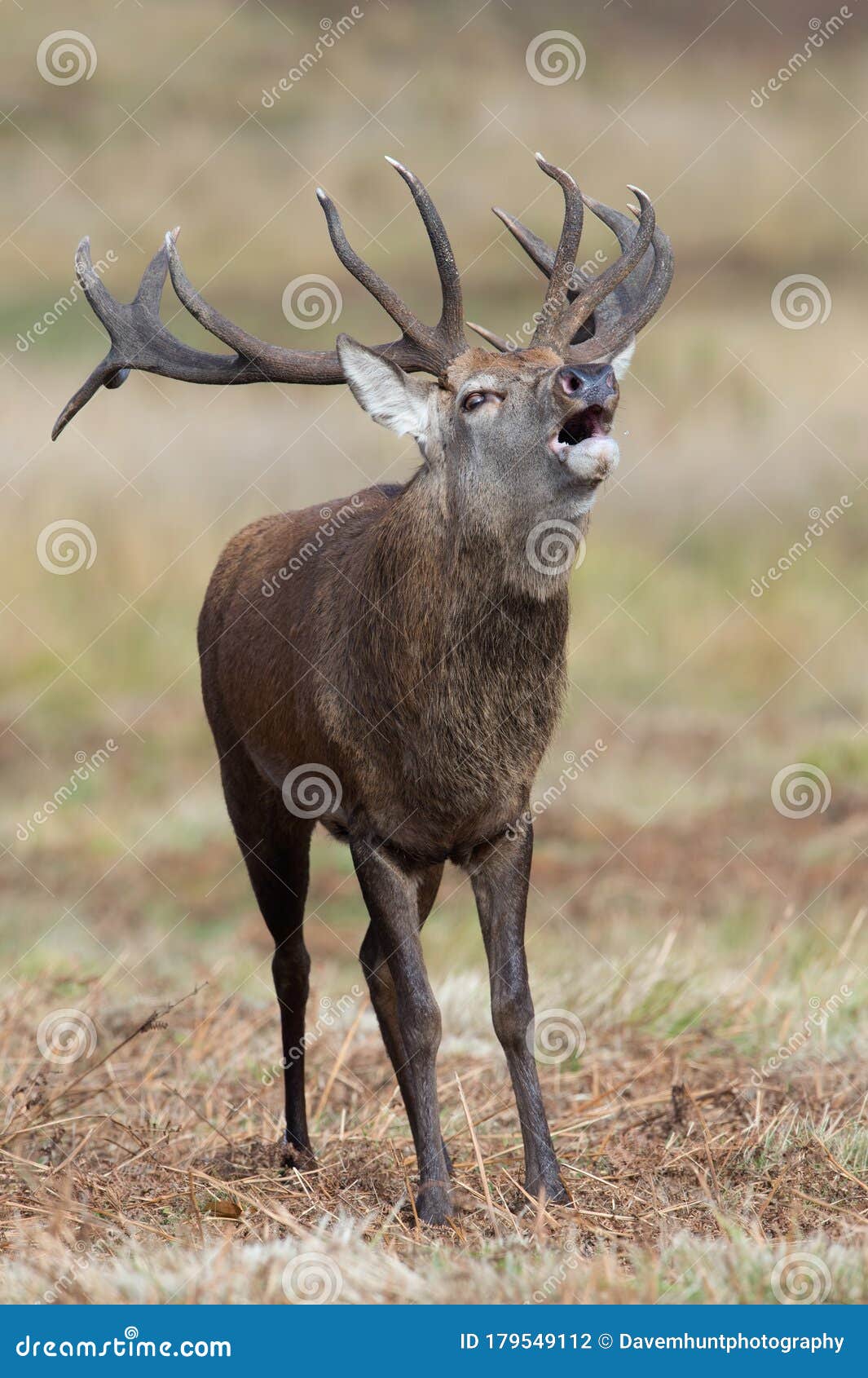 Bolving Red Deer Stag, Cervus Elaphus Stock Photo - Image of deer ...