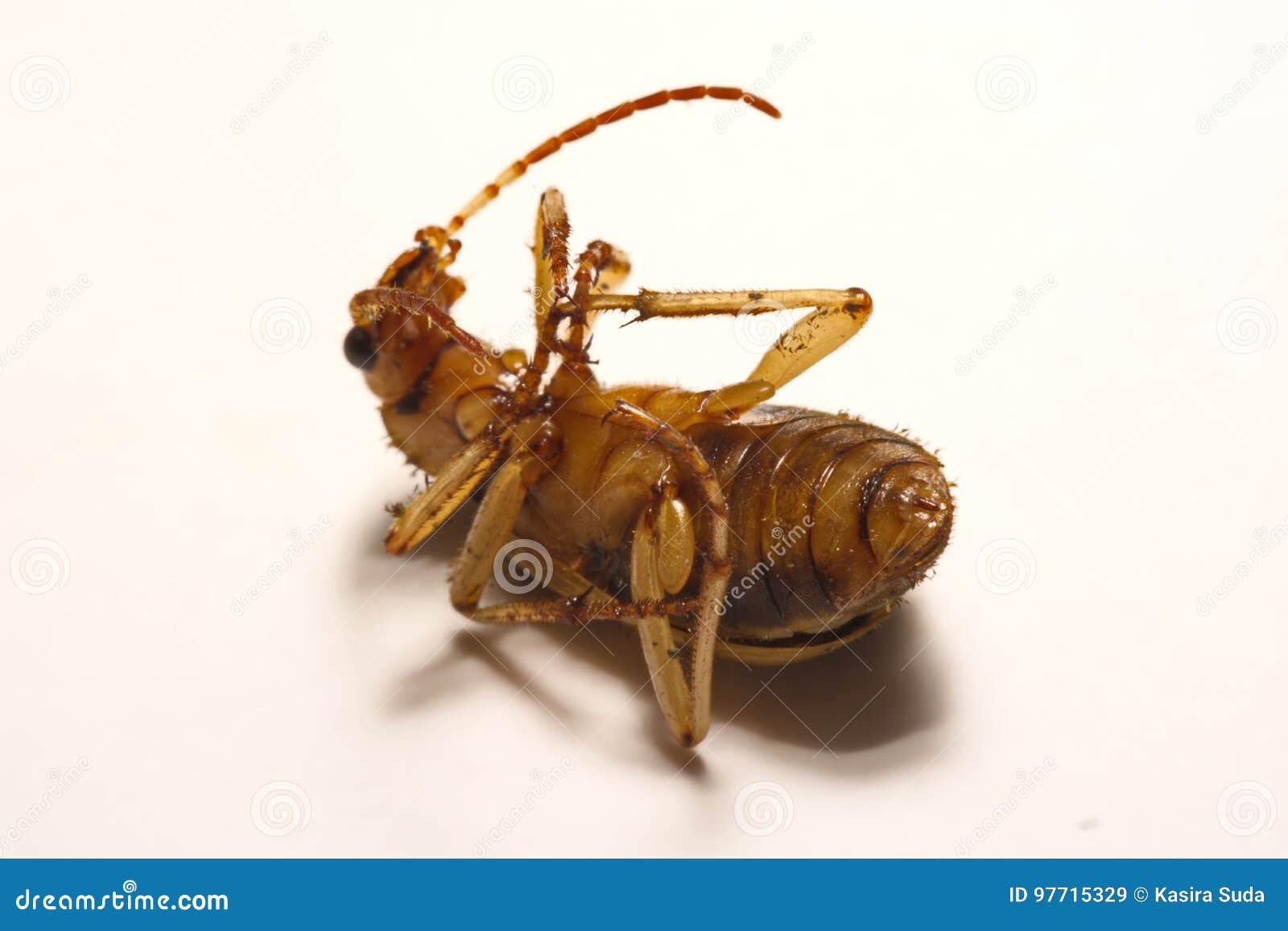Bombardier Beetles On A Smooth Background. Stock Photography ...