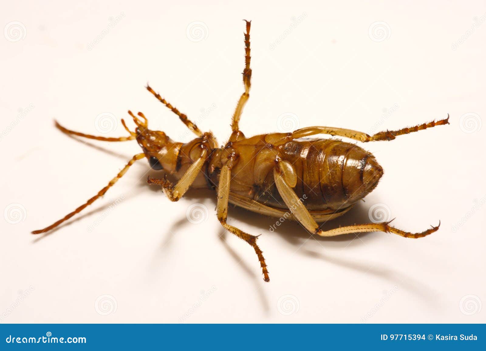Bombardier Beetles On A Smooth Background. Stock Photography ...
