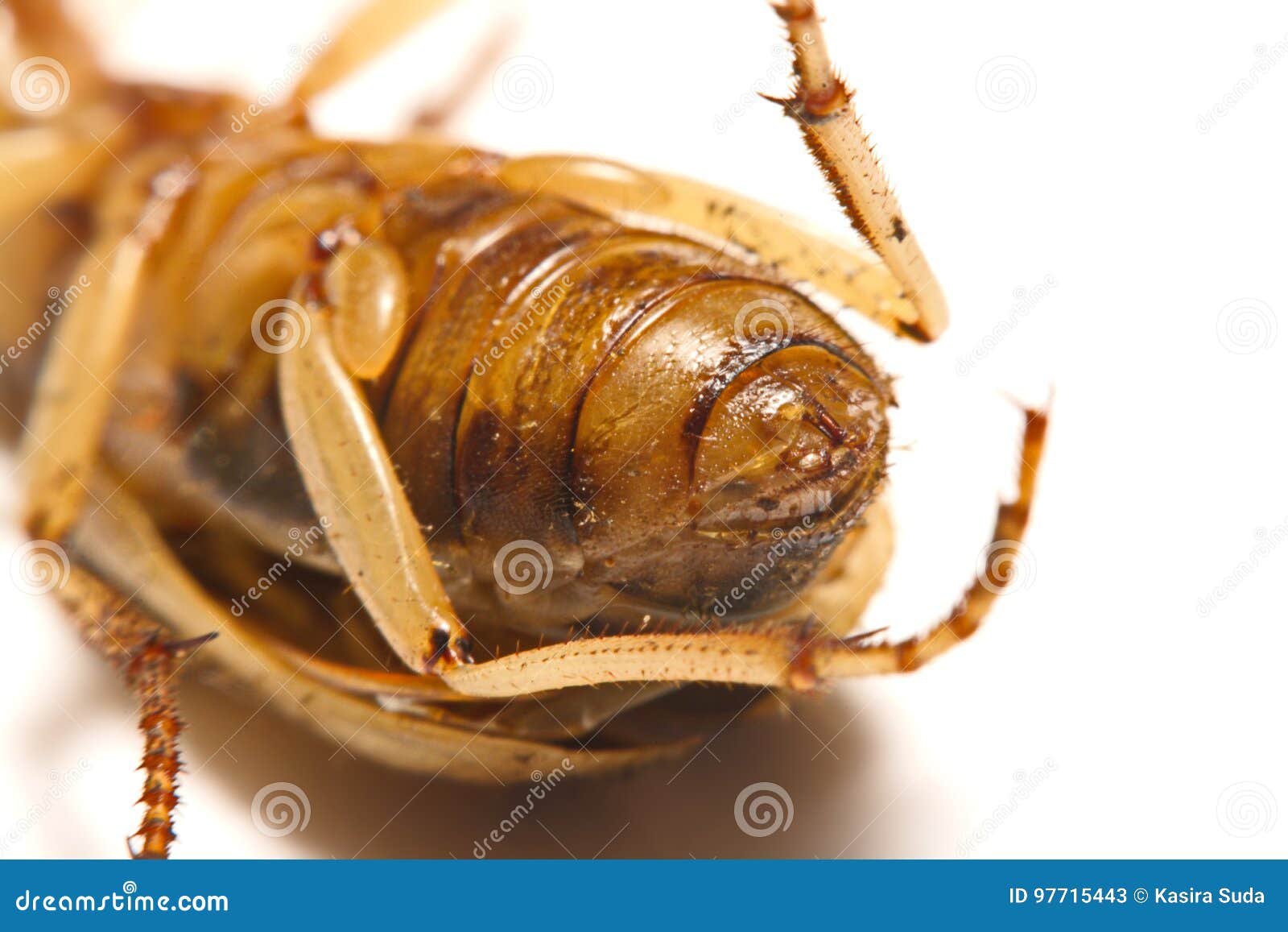 Bombardier Beetles On A Smooth Background. Stock Photography ...