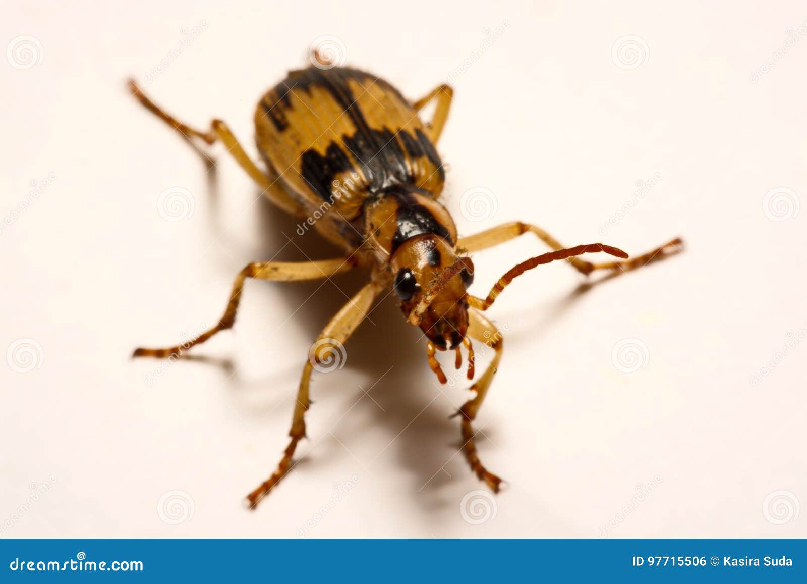 Bombardier Beetles On A Smooth Background. Stock Photography ...