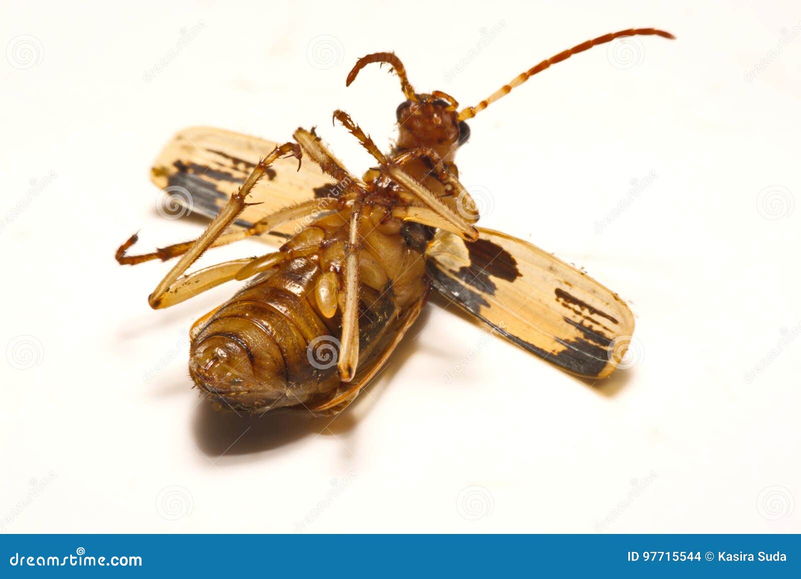 Bombardier Beetles On A Smooth Background. Stock Photography ...