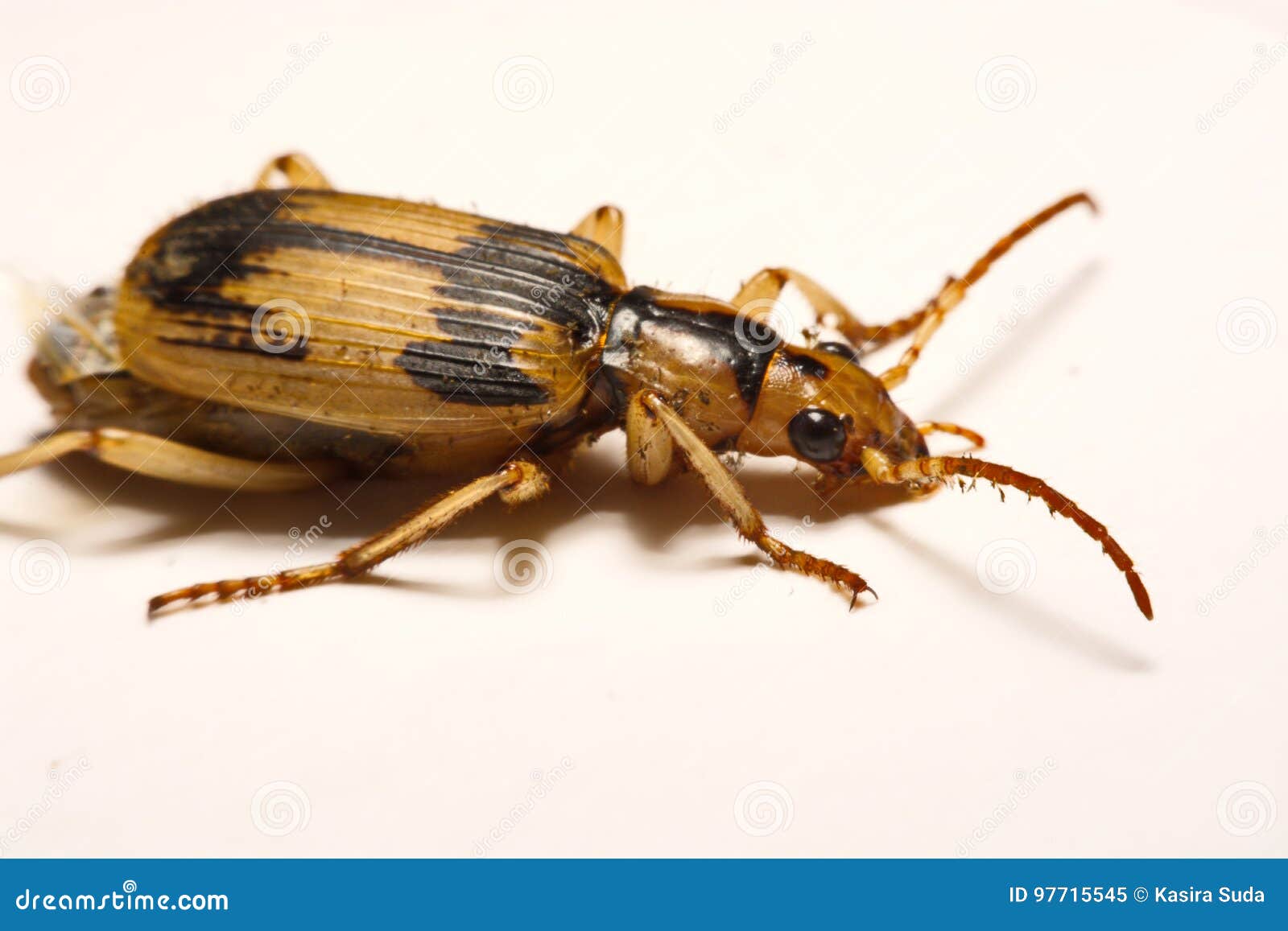 Bombardier Beetles On A Smooth Background. Stock Photography ...
