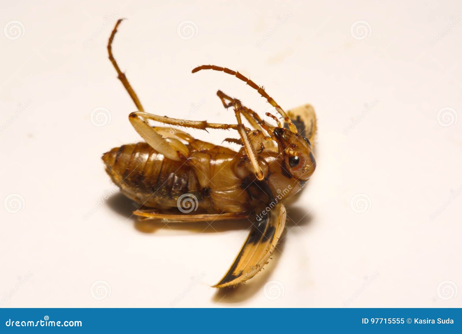 Bombardier Beetles On A Smooth Background. Stock Photography ...