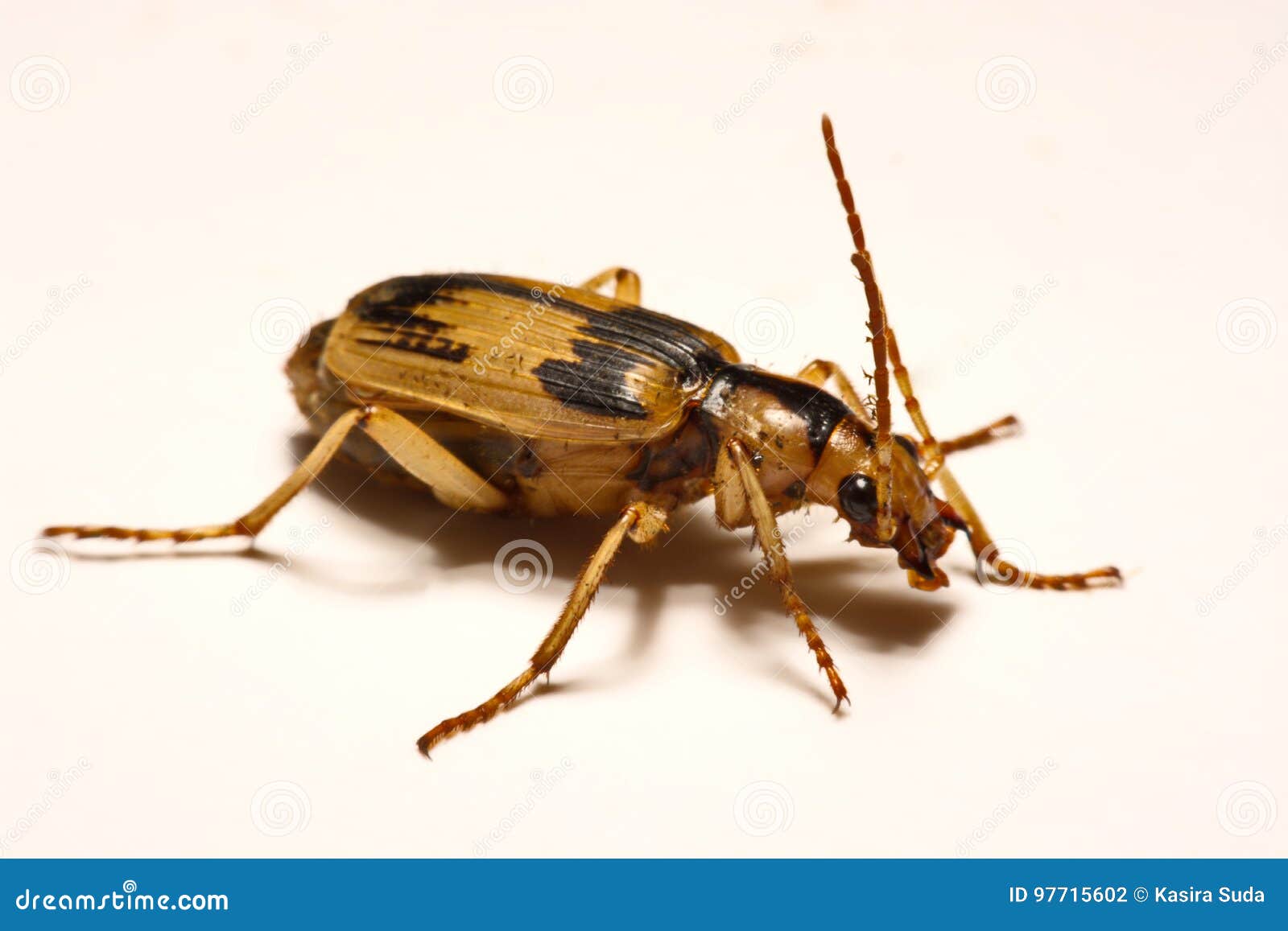 Bombardier Beetles On A Smooth Background. Stock Photography ...